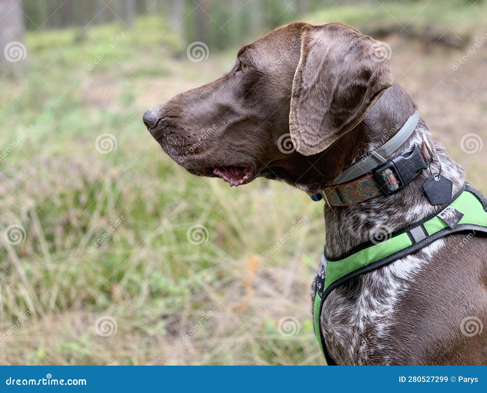 German Shorthaired Pointer Dog - Spring Time Stock Image - Image of ...