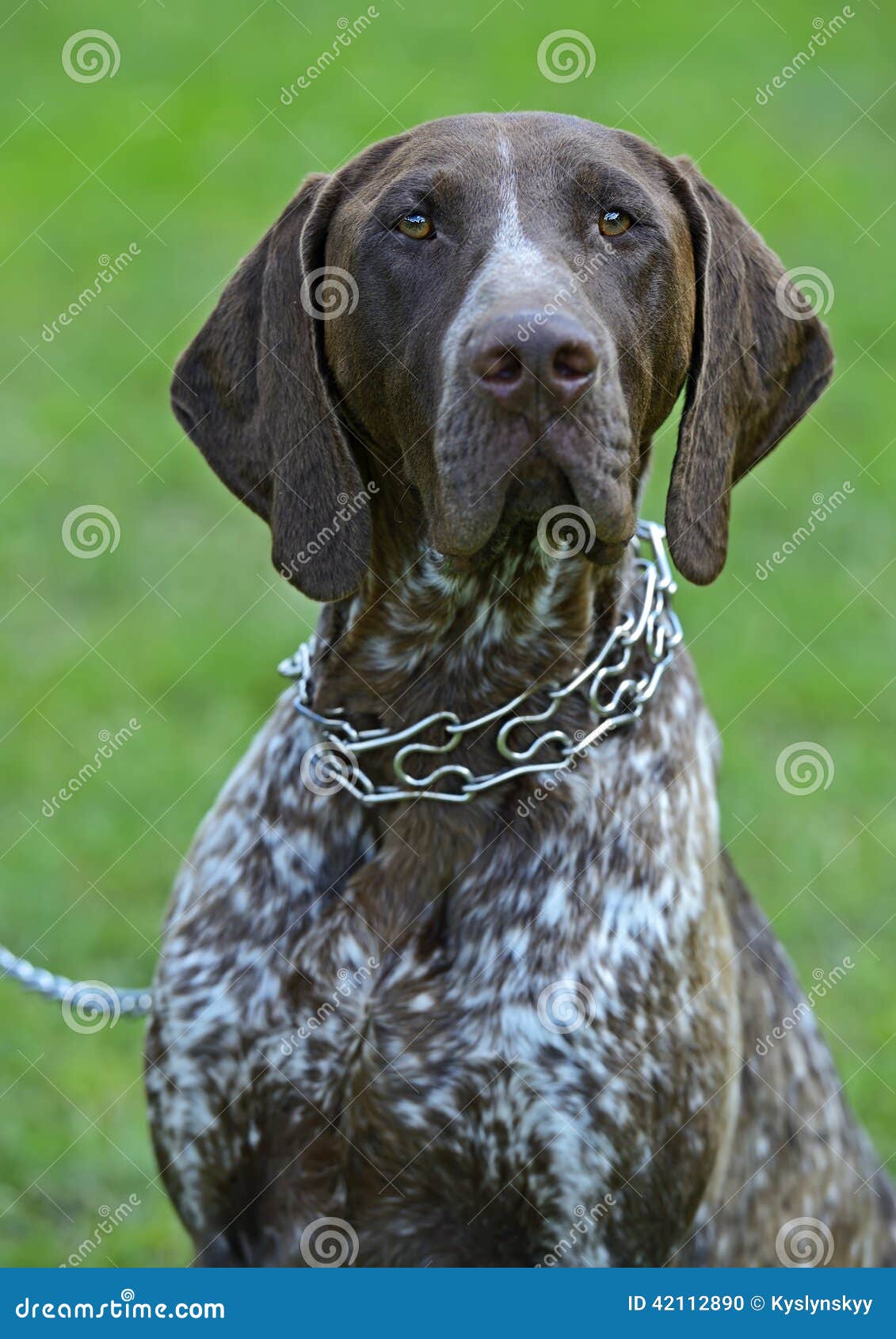 German Shorthaired Pointer Dogs Stock Photo - Image of nature, dogs ...