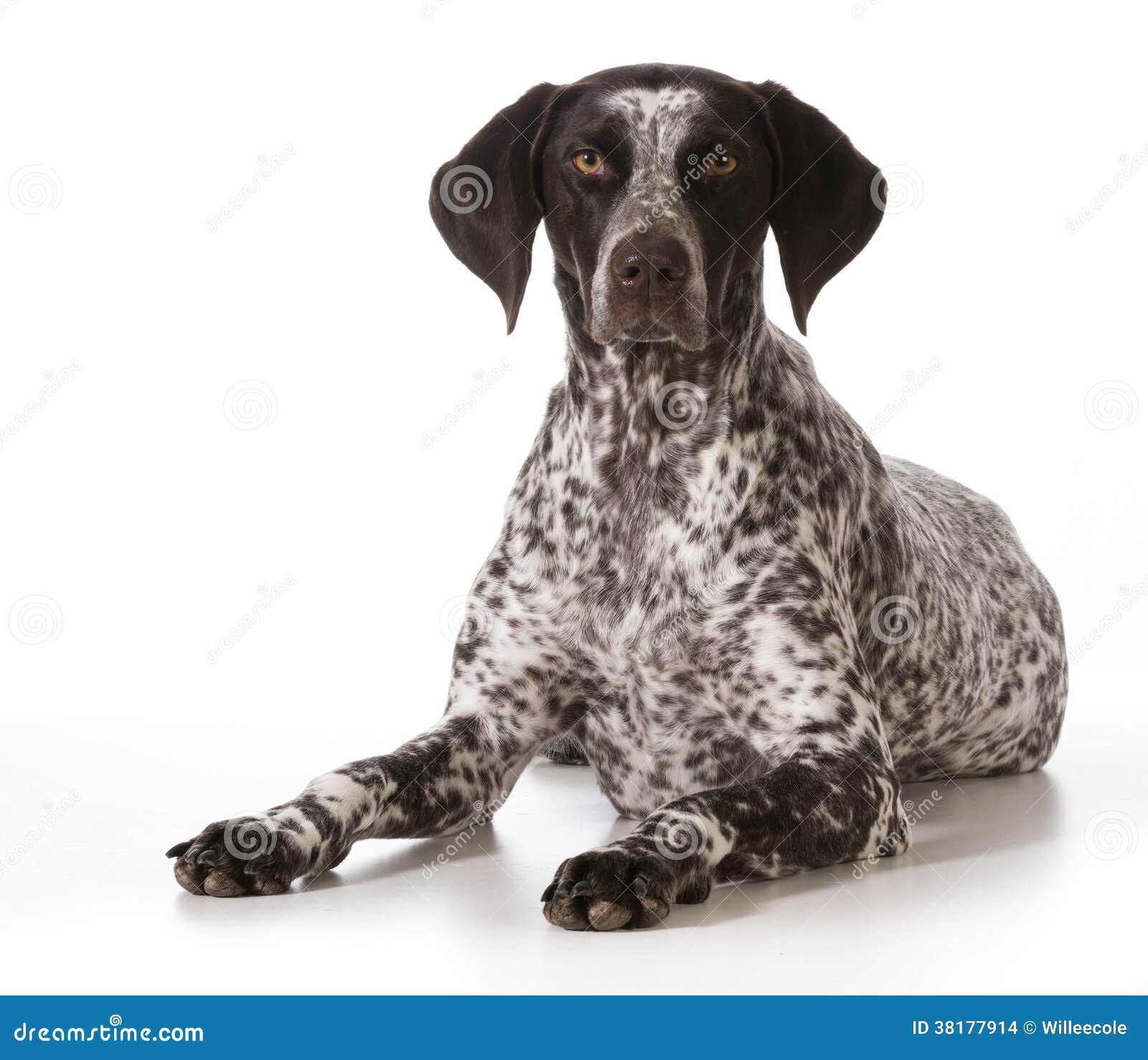 364 German Shorthaired Pointer Female Photos - Free & Royalty-Free ...