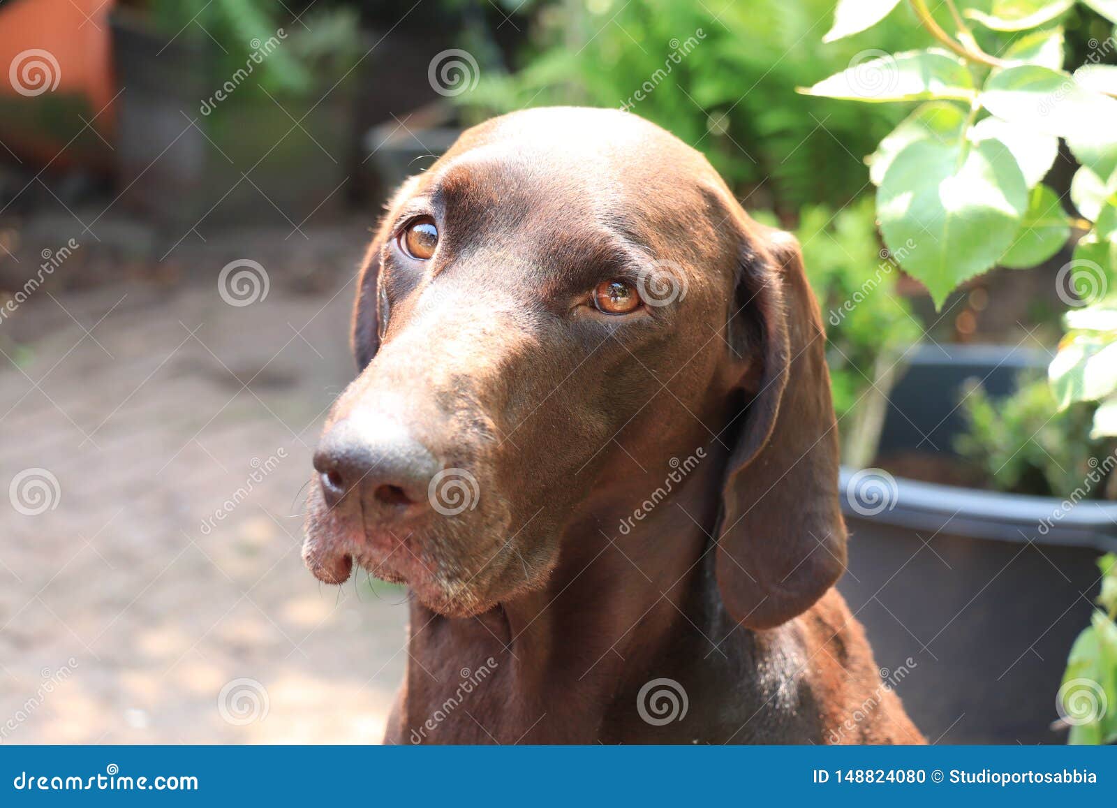 German Shorthaired Pointer Female Stock Photo - Image of braque, young ...