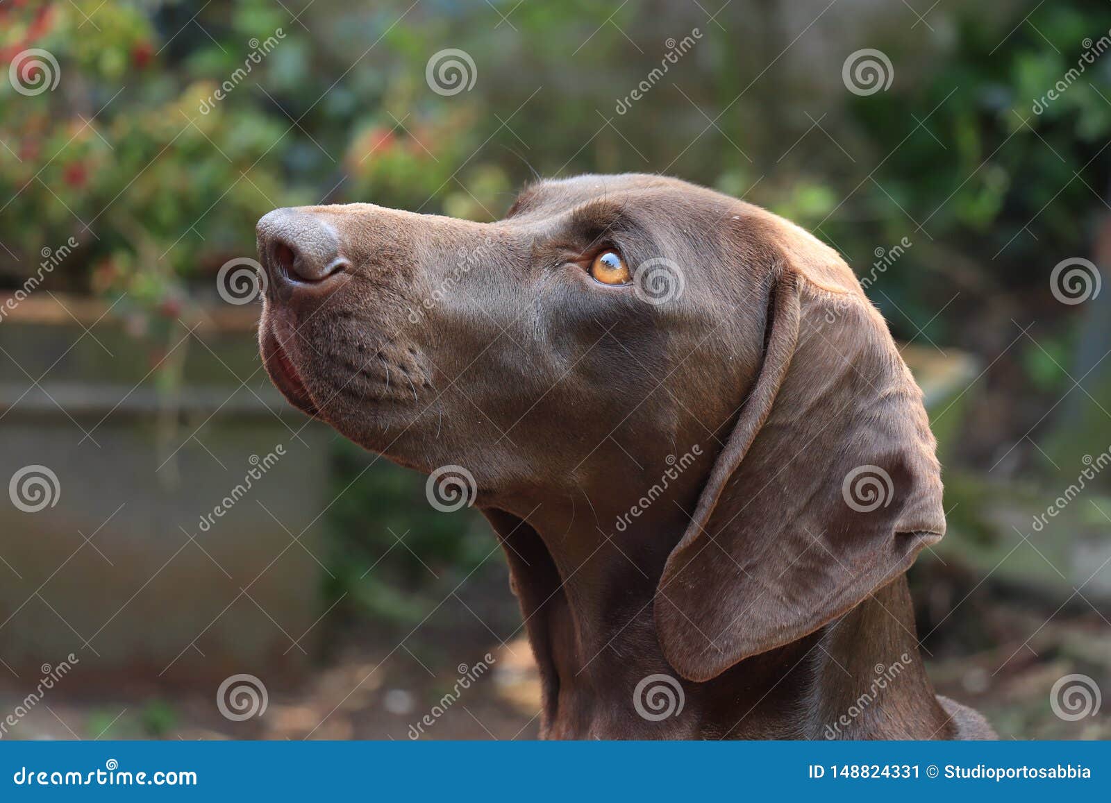 German Shorthaired Pointer Female Stock Image - Image of pedigree ...