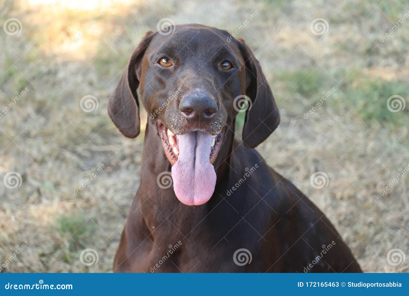 German Shorthaired Pointer Female Stock Image - Image of german ...