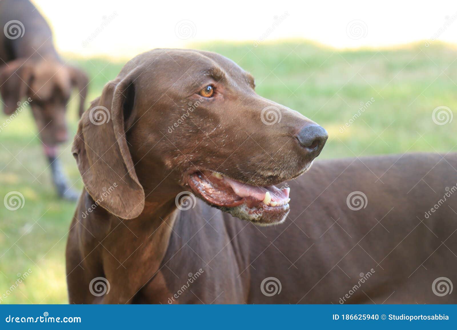 German Shorthaired Pointer Female Stock Photo - Image of breed ...