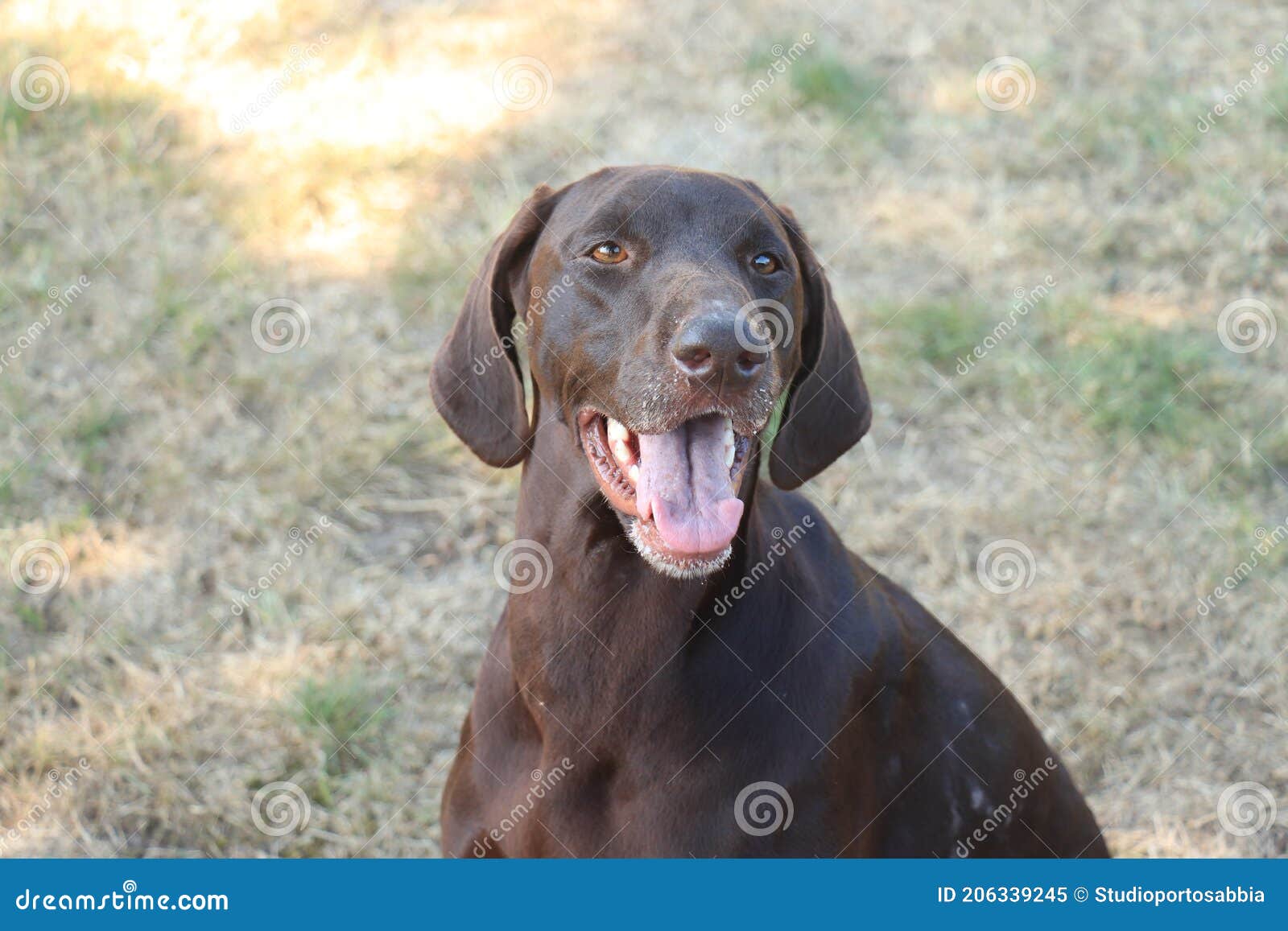 German Shorthaired Pointer Female Stock Image - Image of female ...