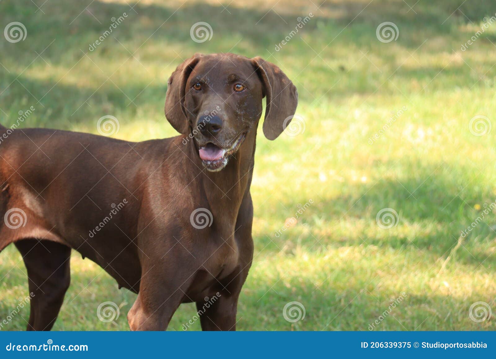 German Shorthaired Pointer Female Stock Image - Image of shorthair ...