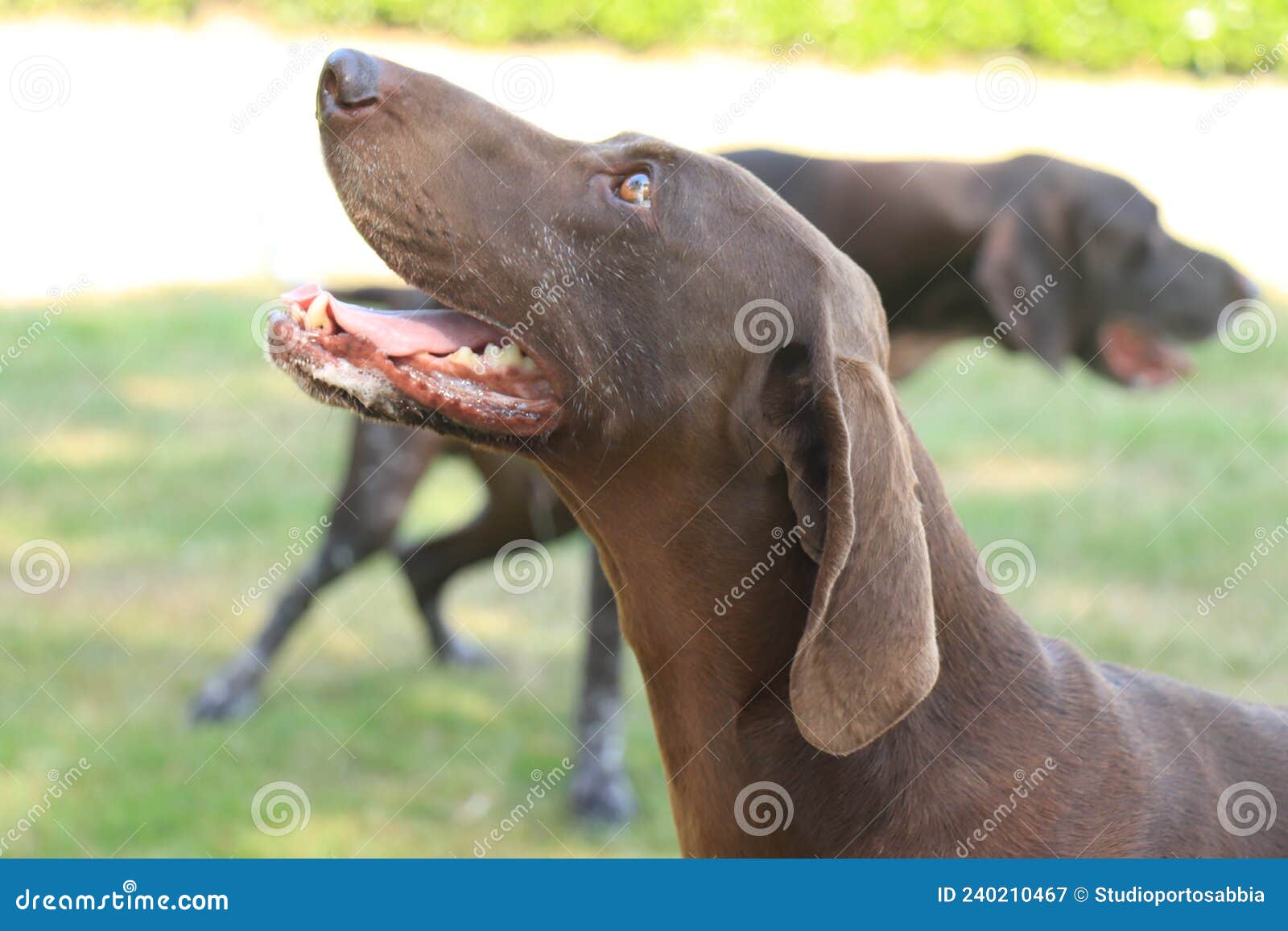 German Shorthaired Pointer Female Stock Image - Image of shorthaired ...