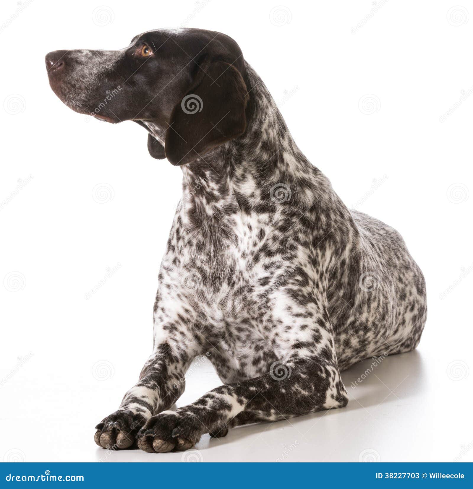 German Shorthaired Pointer Female Stock Image - Image of trained, cute ...