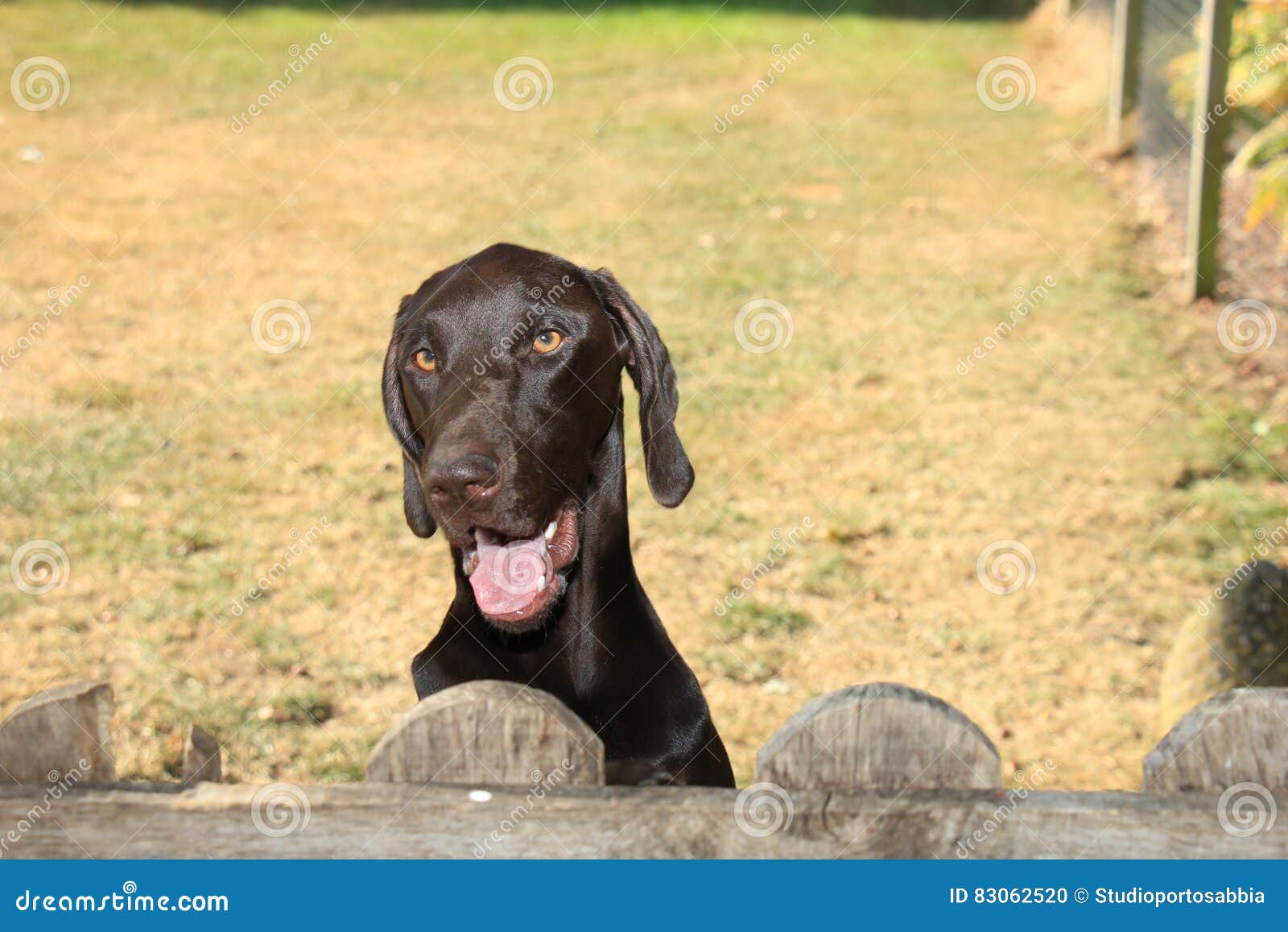 German Shorthaired Pointer stock photo. Image of pedigree - 83062520