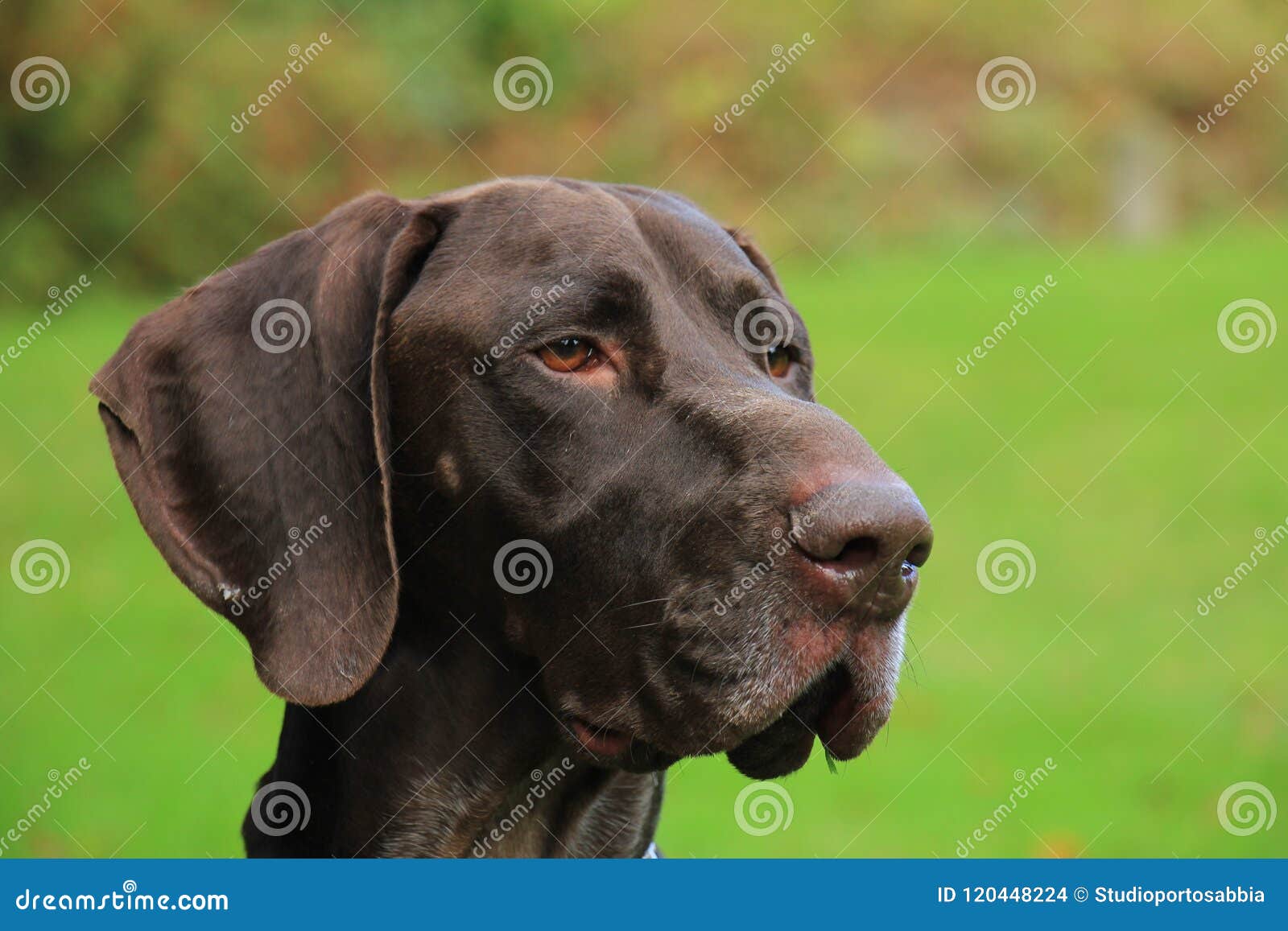 German Shorthaired Pointer stock photo. Image of breed - 120448224
