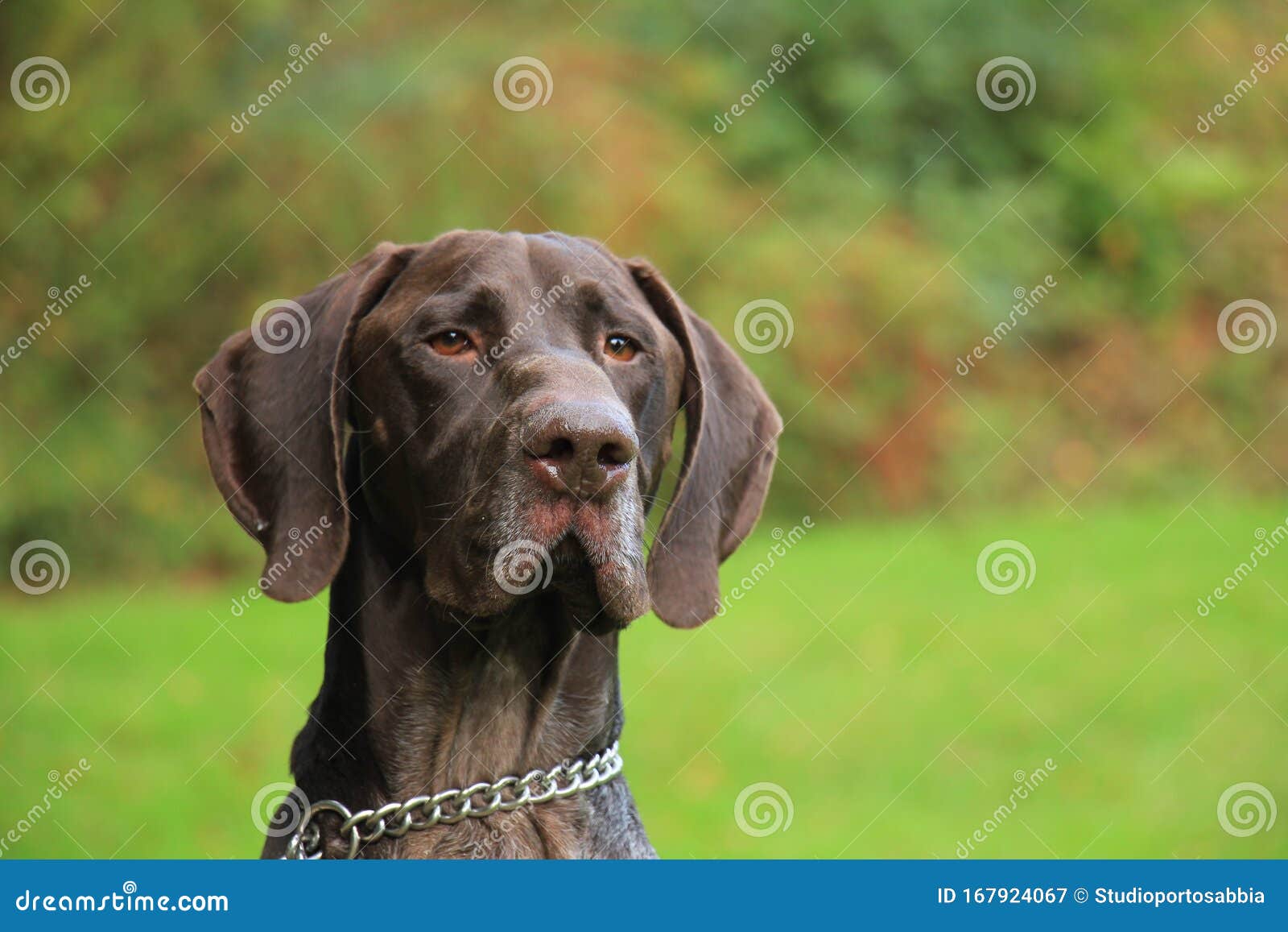 German Shorthaired Pointer stock image. Image of purebred - 167924067