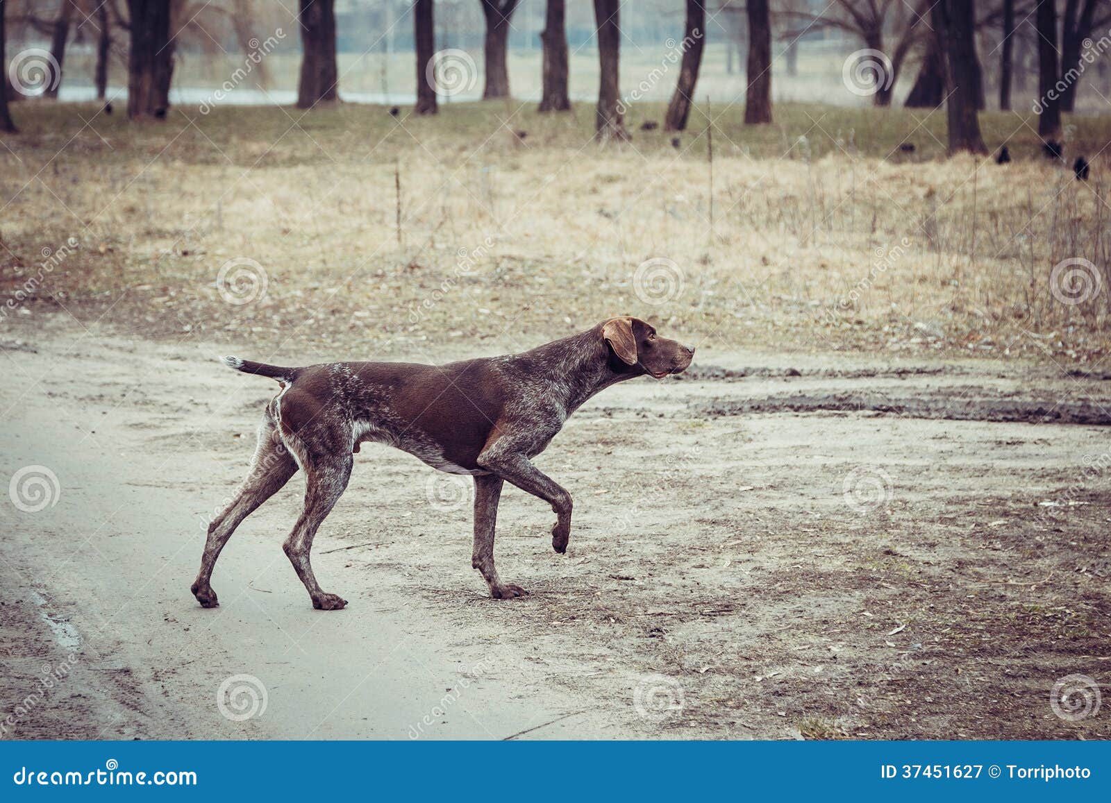 German Shorthaired Pointer - Hunter Dog Stock Image - Image of hunter ...