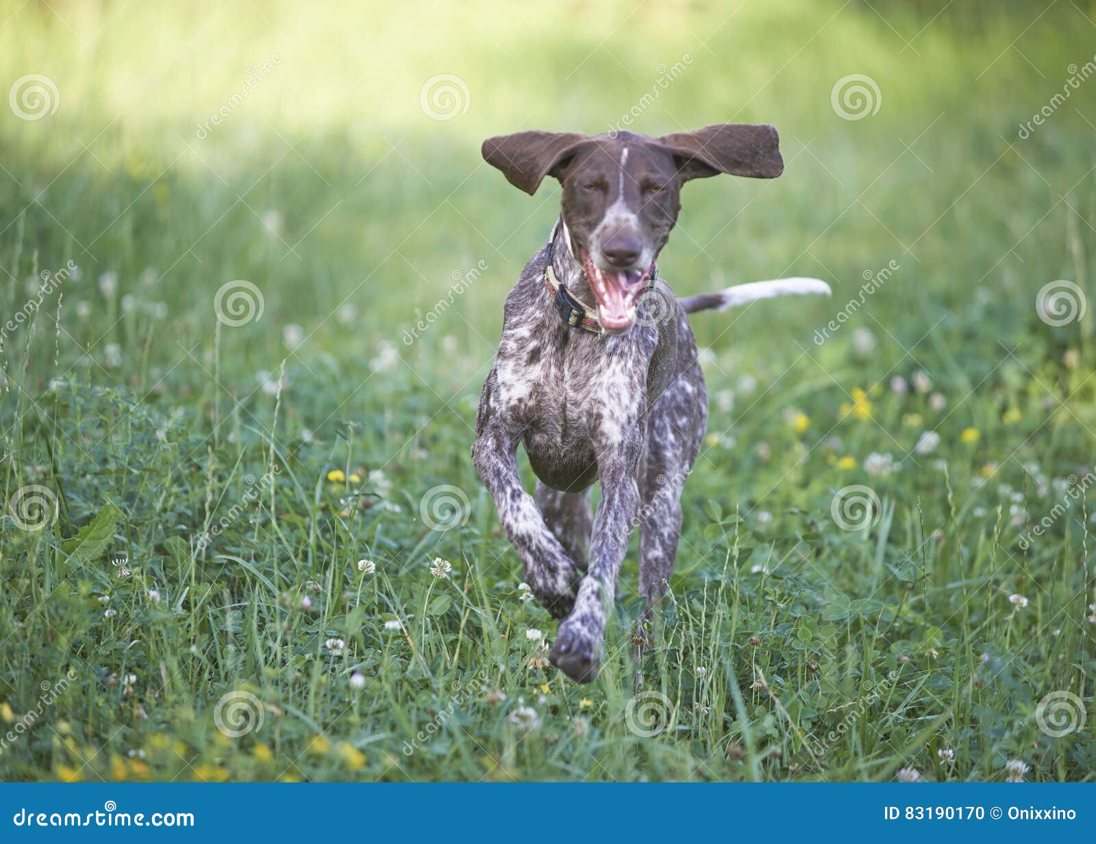 German Shorthaired Pointer - Hunter Dog Stock Photo - Image of head ...
