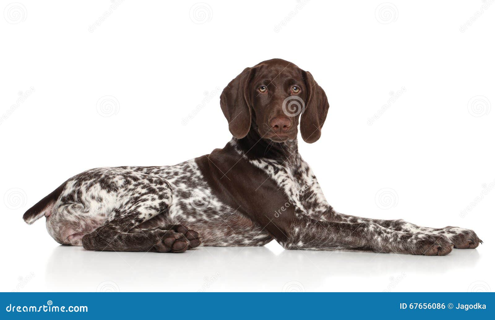 German shorthaired pointer stock photo. Image of short - 67656086