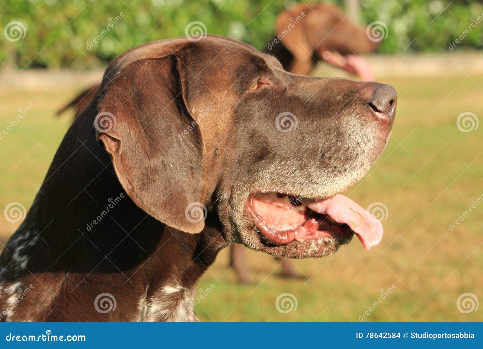 German Shorthaired Pointer stock photo. Image of shorthaired - 78642584