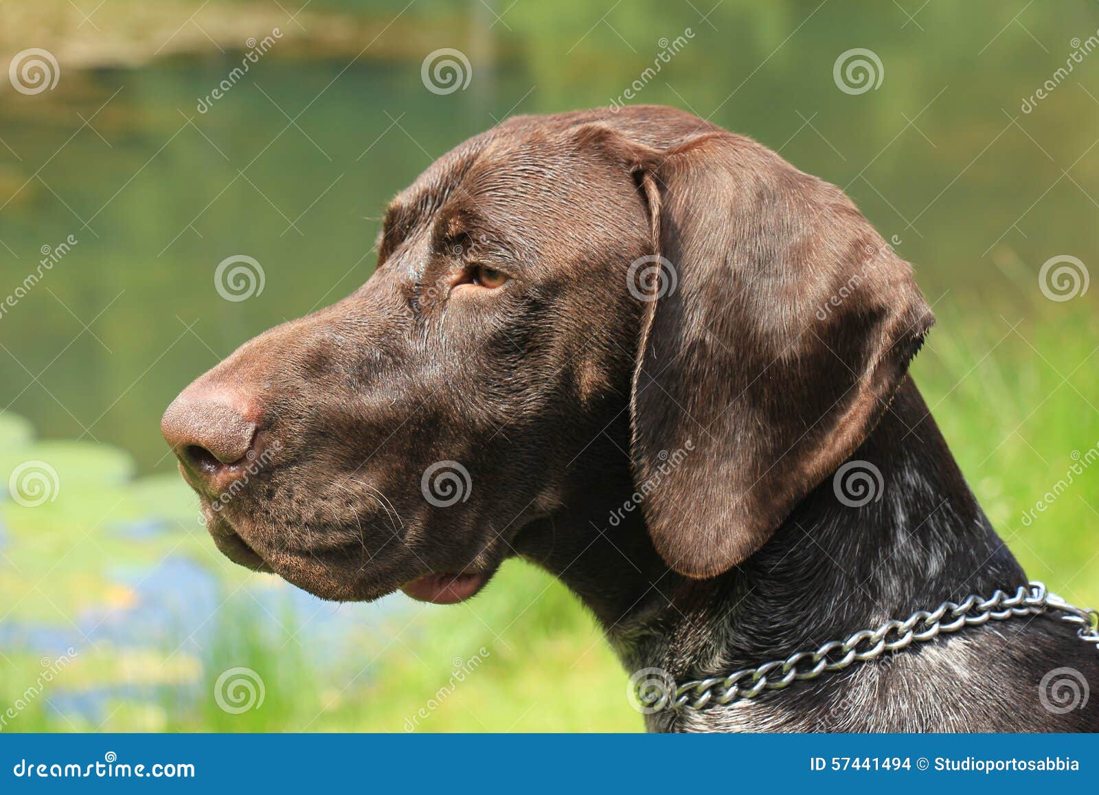 German Shorthaired Pointer stock photo. Image of male - 57441494