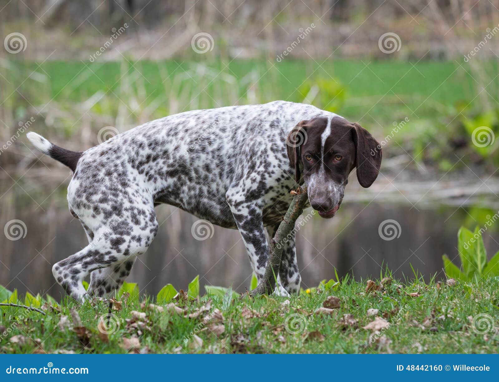 German shorthaired pointer stock photo. Image of shorthaired - 48442160