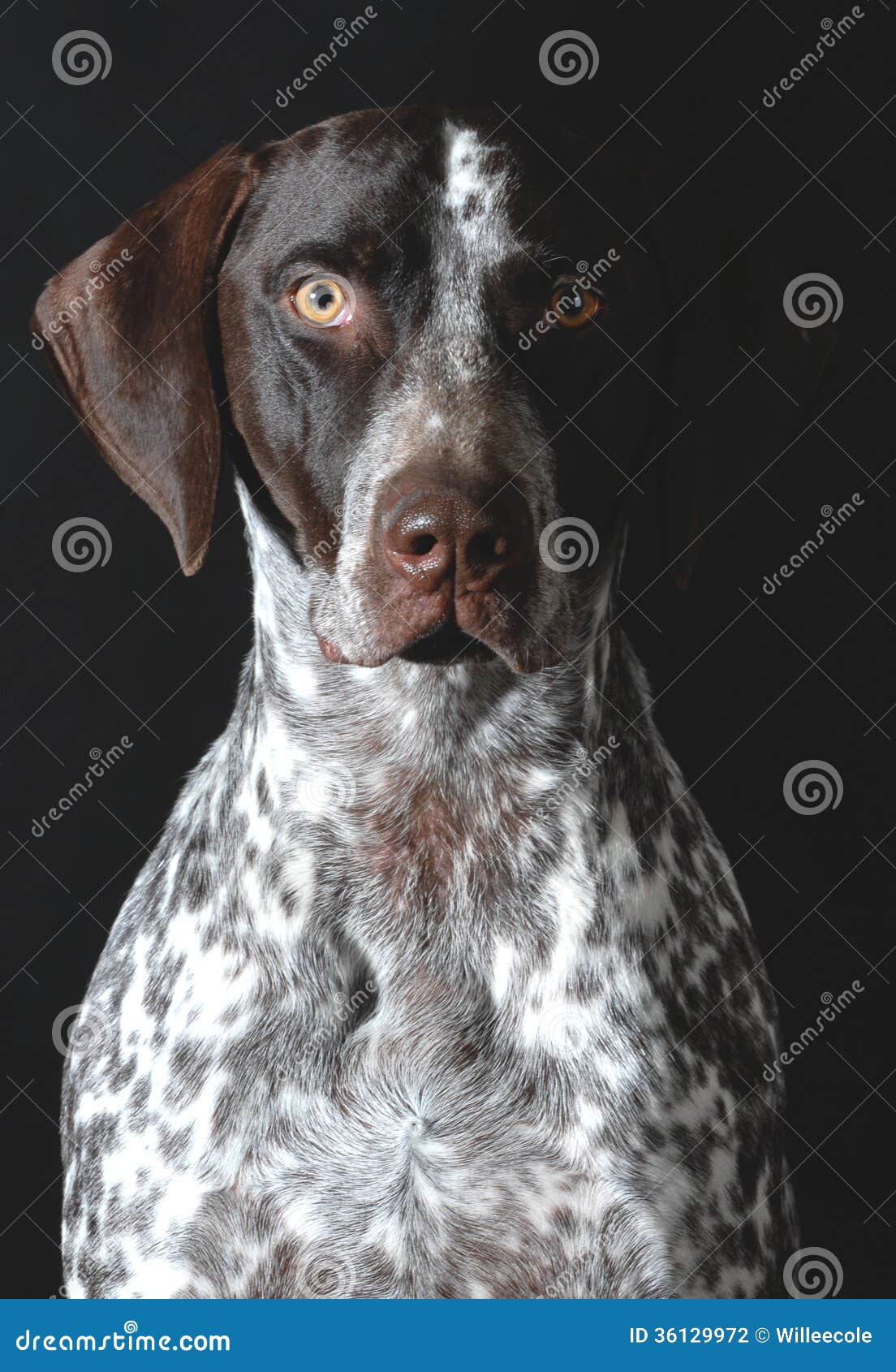 German Shorthaired Pointer Portrait Stock Photo - Image of animal ...