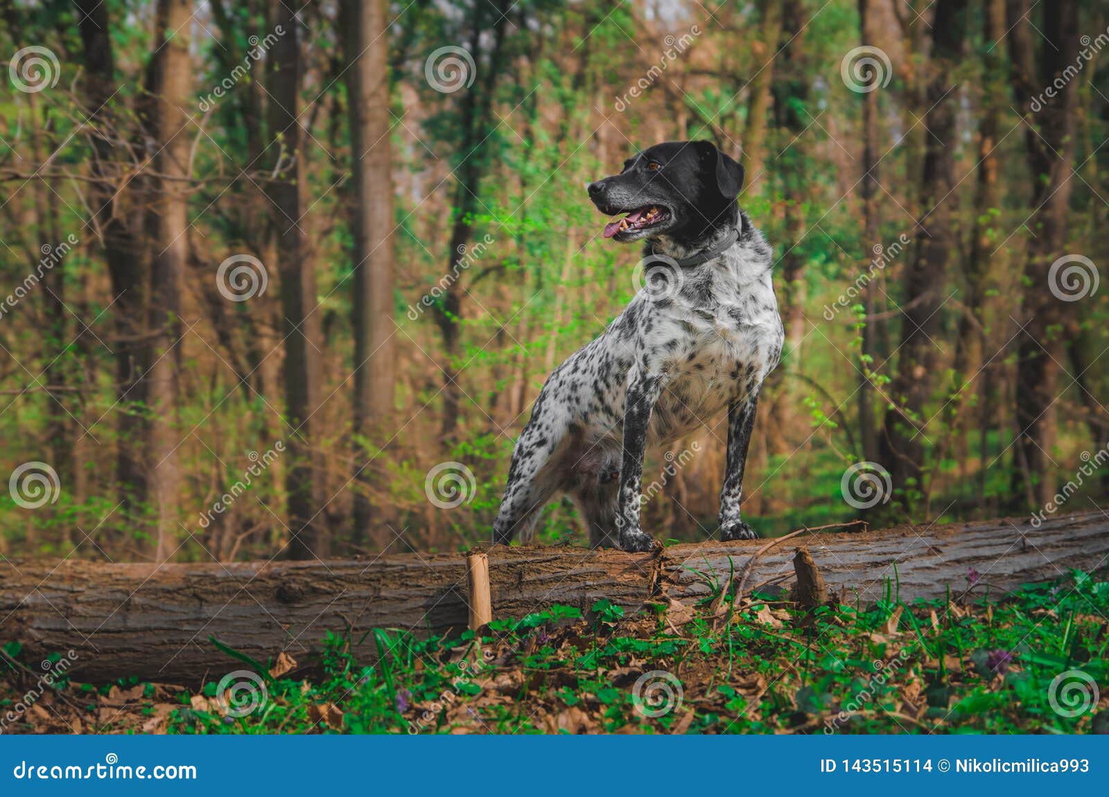 German Hunting Dog Posing in the Colorful Spring Scenery Stock Photo ...