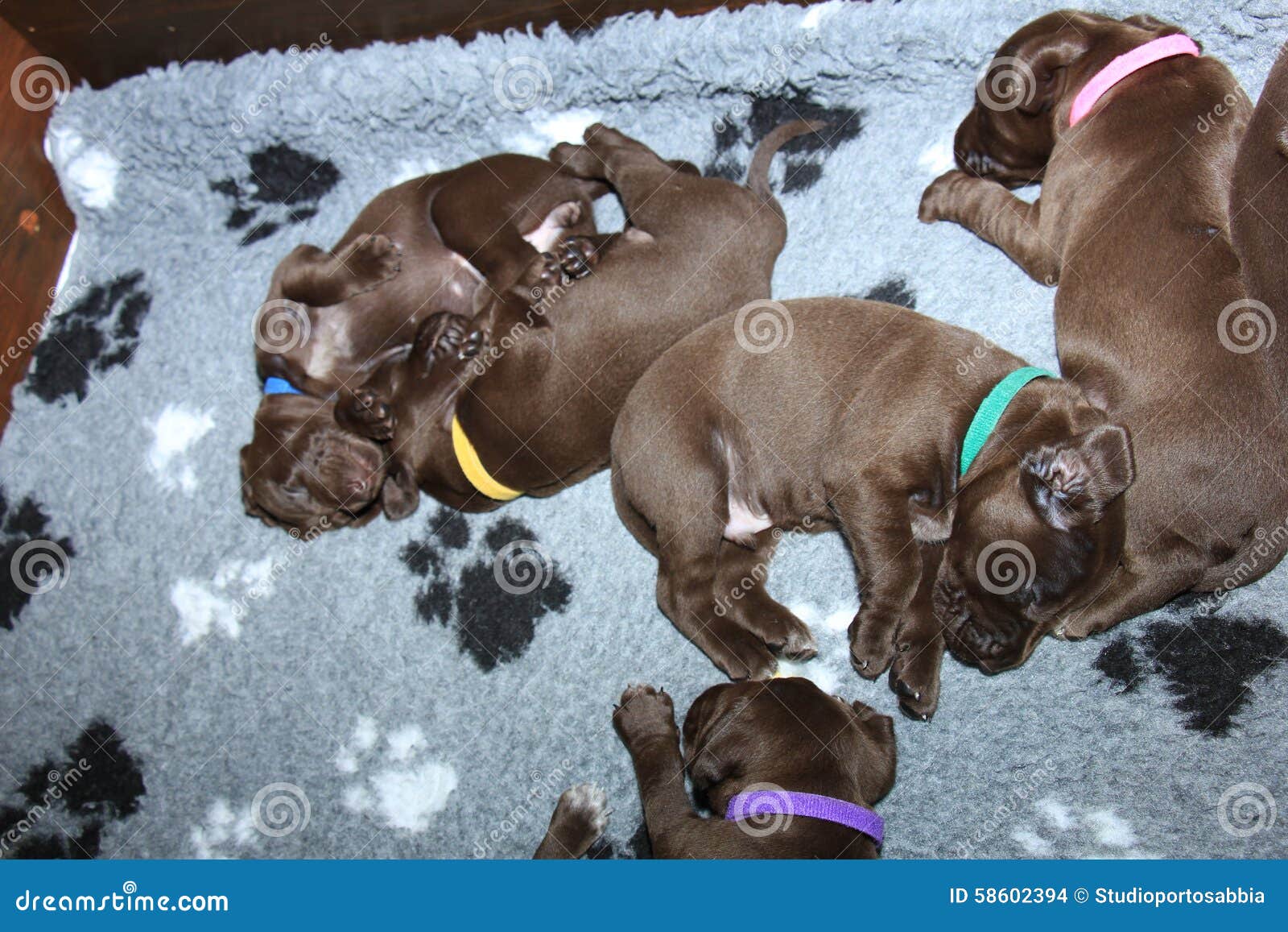 German Shorthaired Pointer Newborn Puppies
