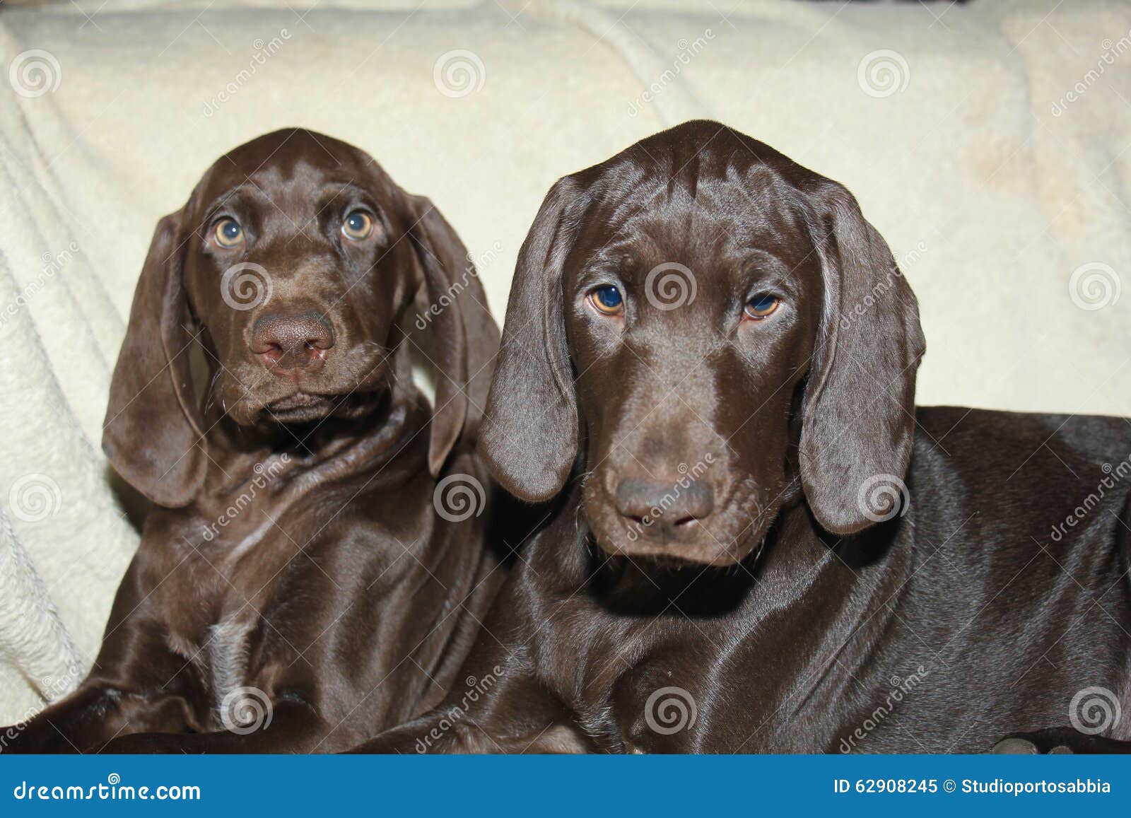 German Shorthaired Pointer Puppies Stock Image - Image of weeks, young ...