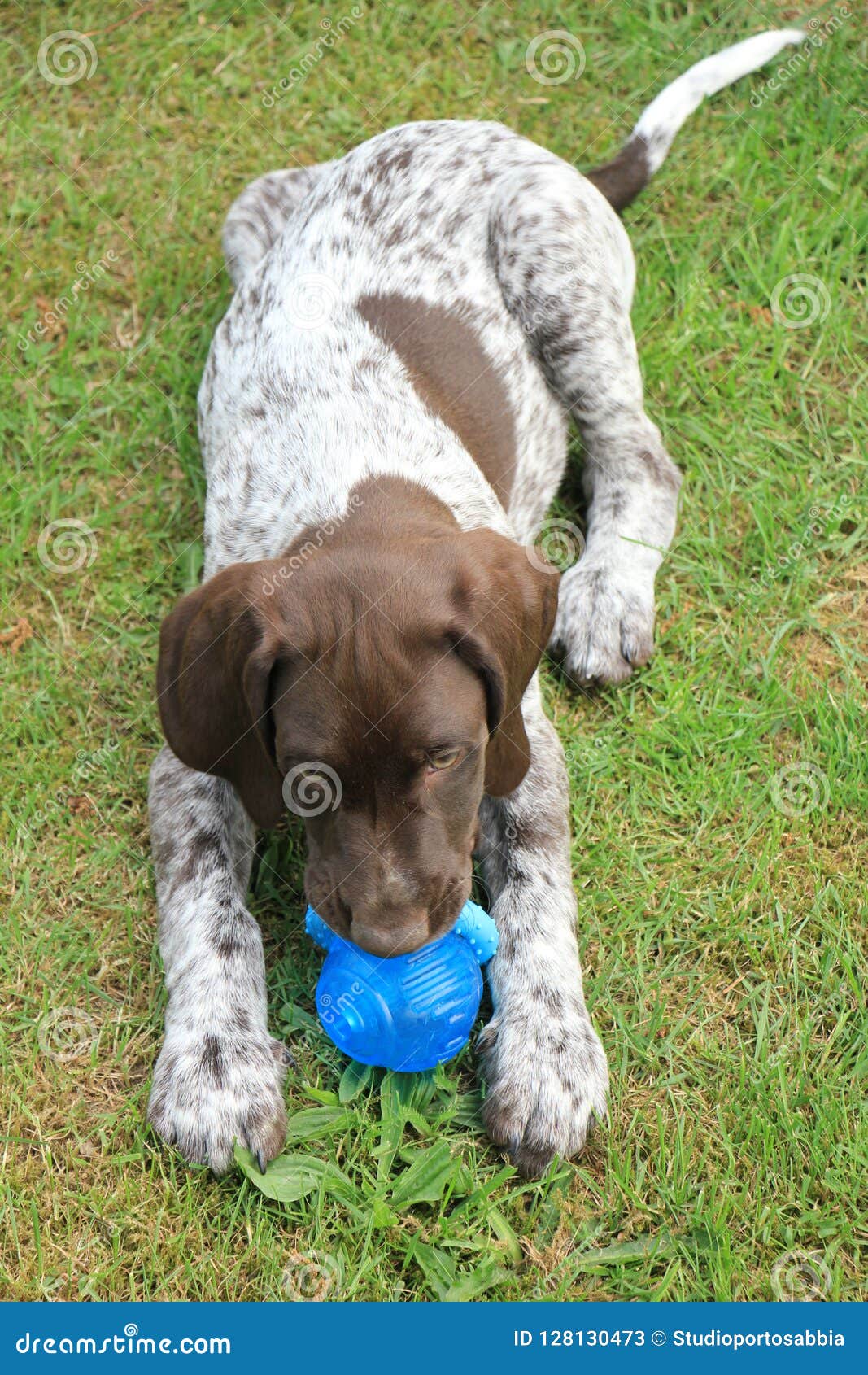 German Shorthaired Pointer Puppy Stock Image - Image of young, canine ...