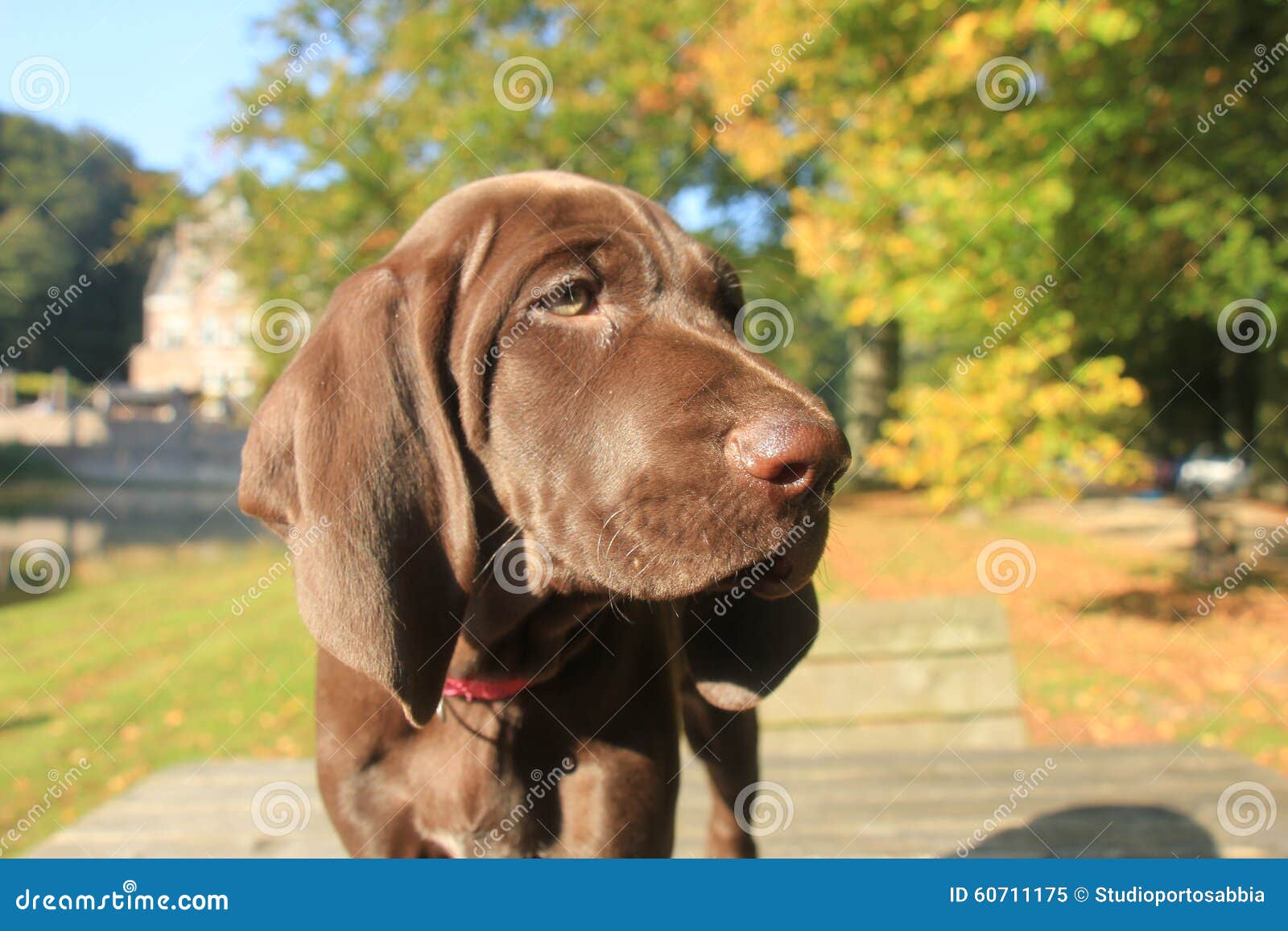 German Shorthaired Pointer Puppy Stock Image - Image of baby, puppy ...