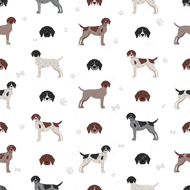 German Shorthaired Pointer Seamless Pattern. Different Poses, Coat ...