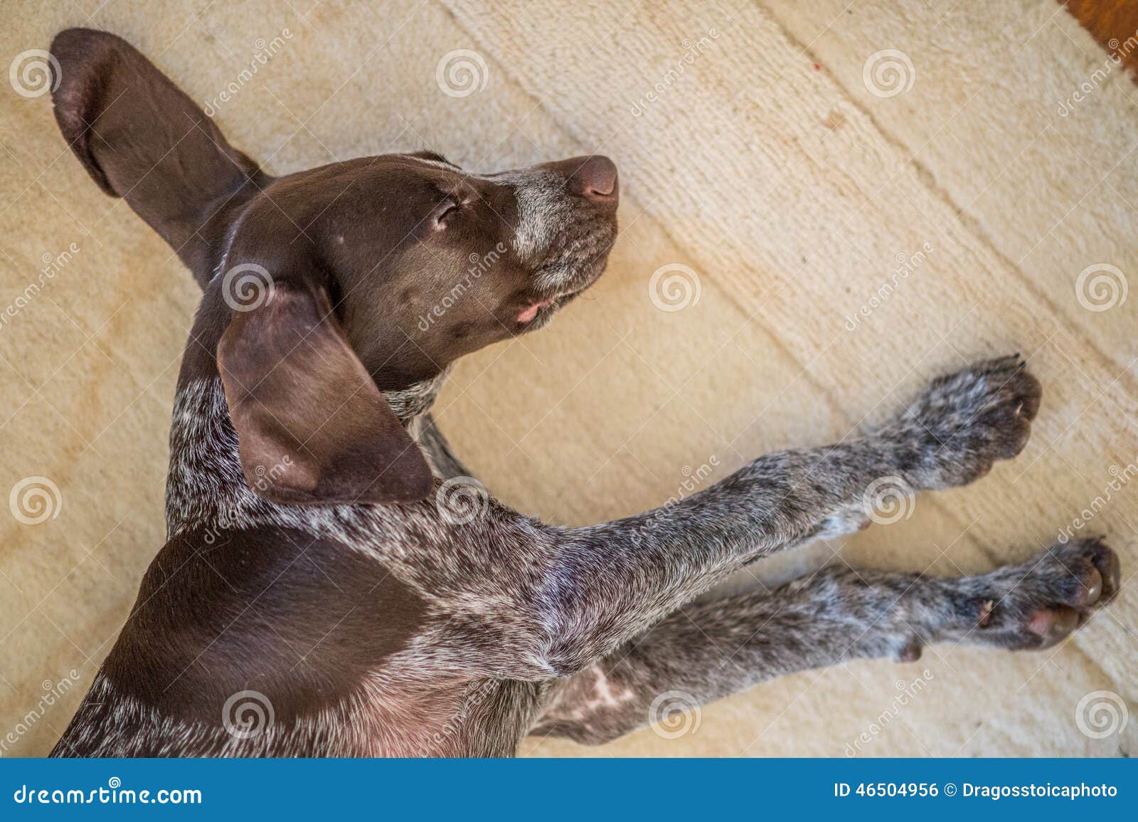 German Shorthaired Pointer Sleeping with Stretched Ear Stock Photo ...