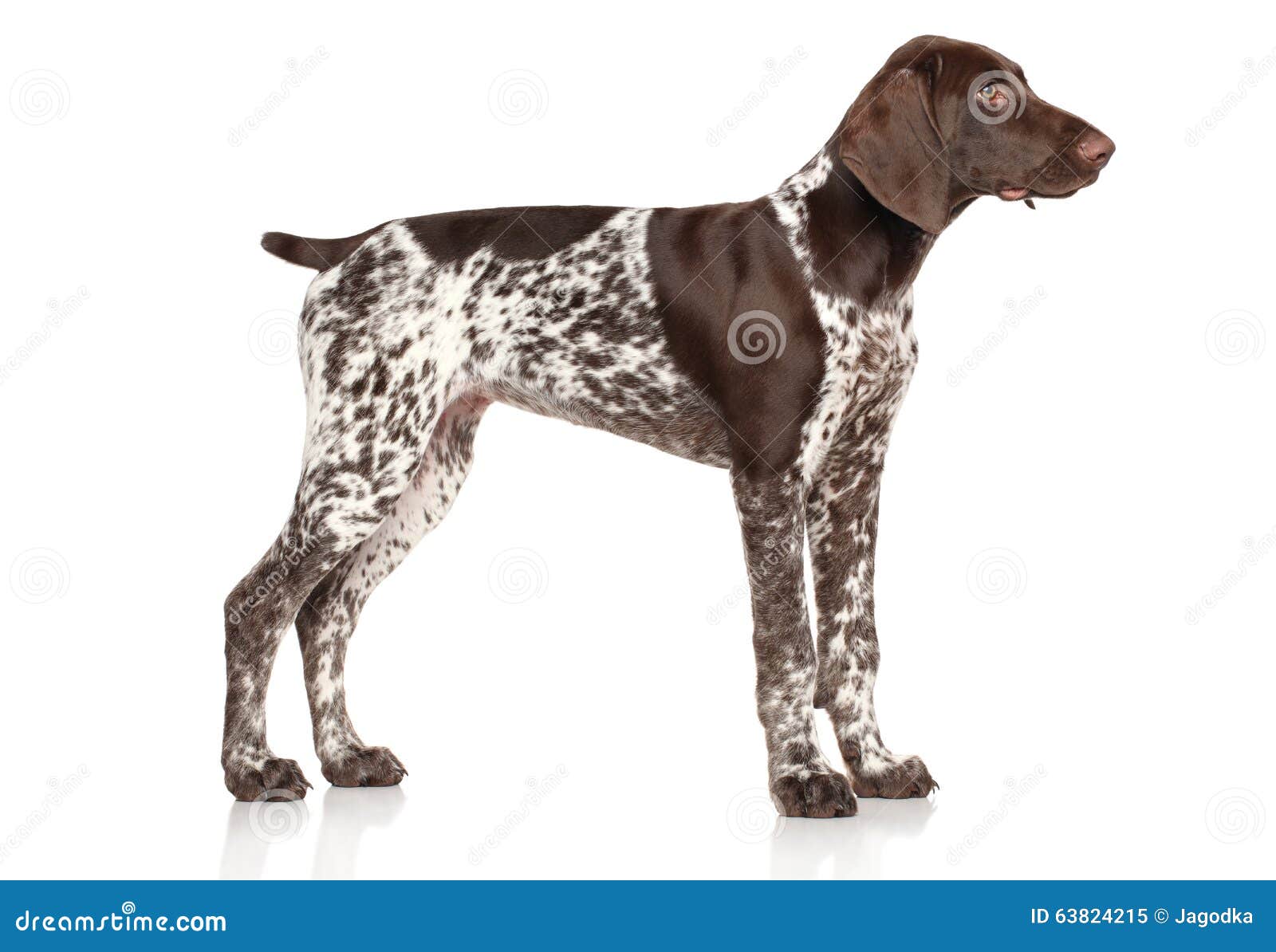 Liver And White German Shorthaired Pointer