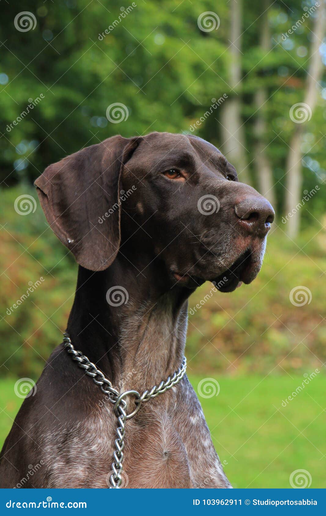 German Shorthaired Pointer stock image. Image of canine - 103962911