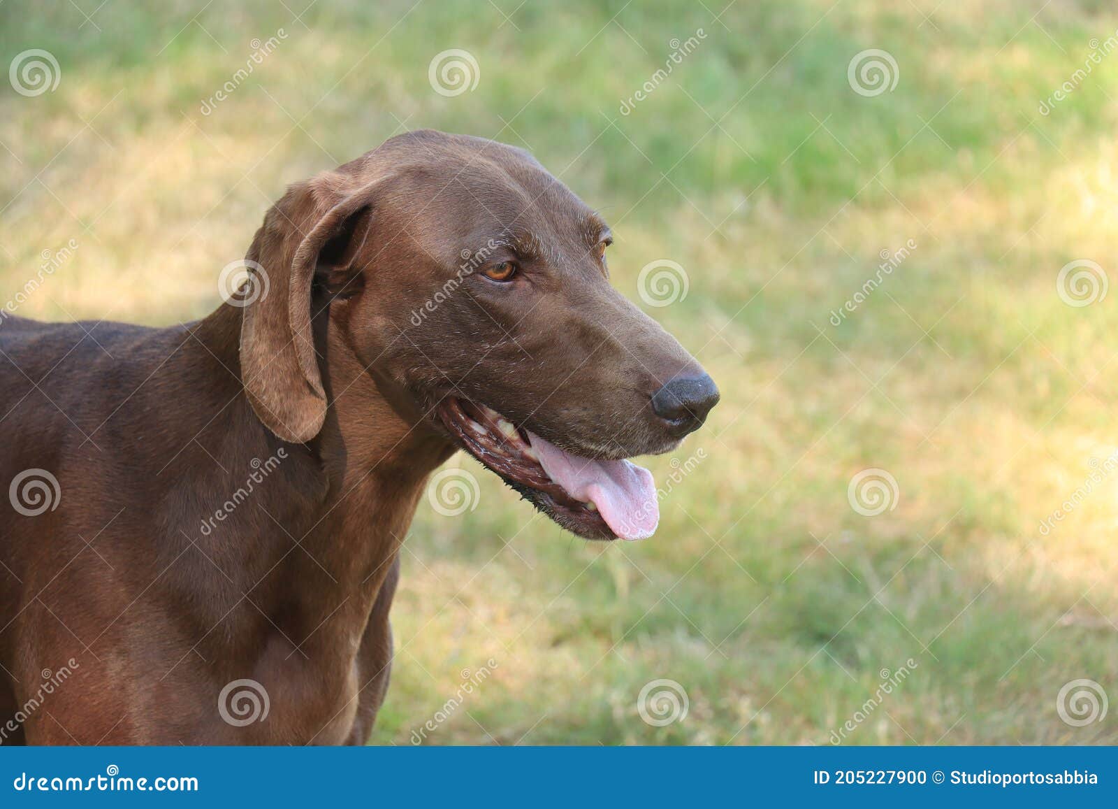 German Shorthaired Pointer Female Stock Photo - Image of hunting ...