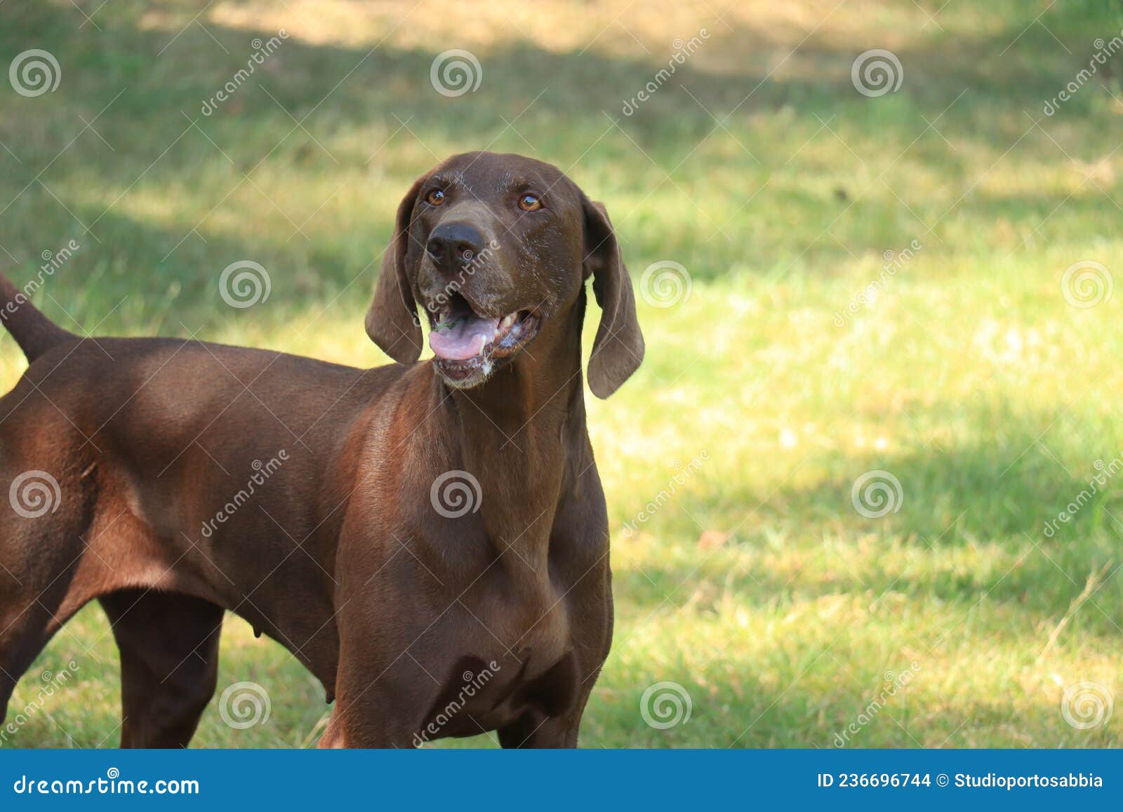 German Shorthaired Pointer Female Stock Photo - Image of animal, hunter ...