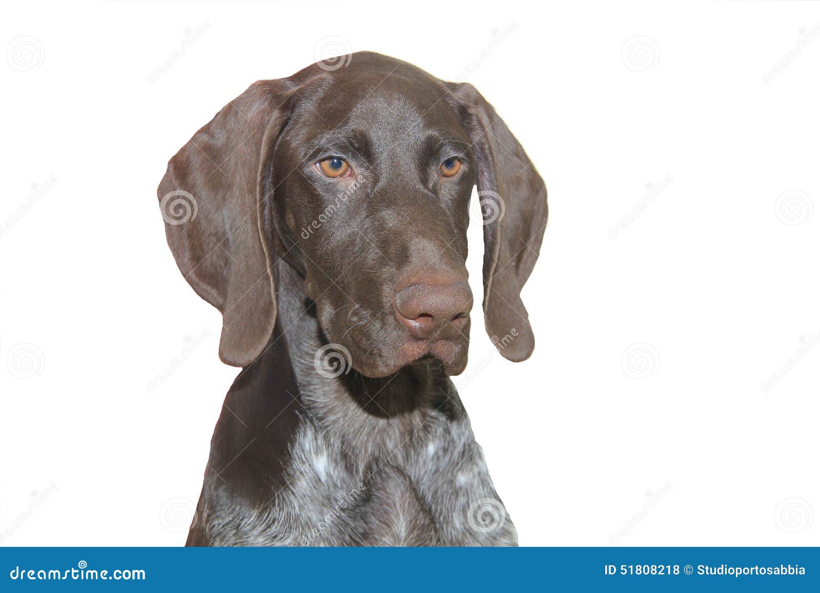 German Shorthaired Pointer stock photo. Image of kurzhaar - 51808218