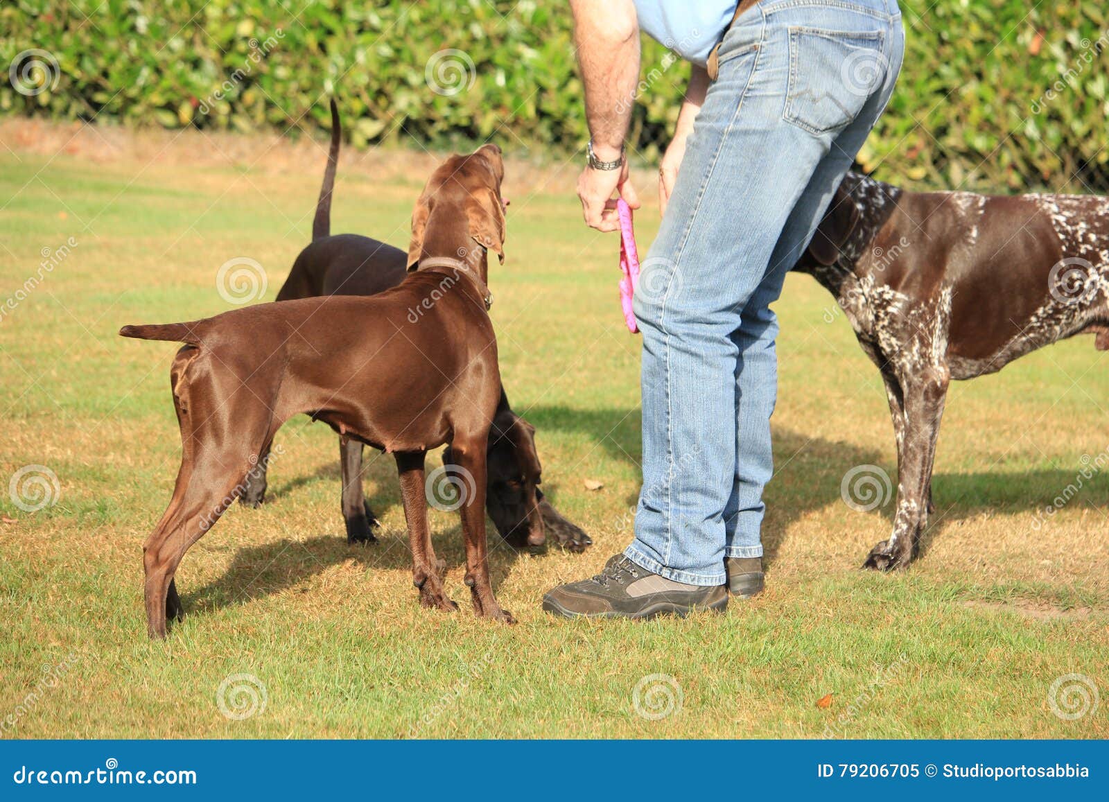 German Shorthaired Pointers Stock Image - Image of shorthair, brown ...