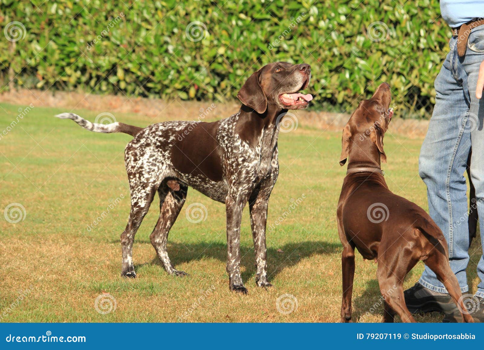 German Shorthaired Pointers Stock Image - Image of shorthair, canine ...