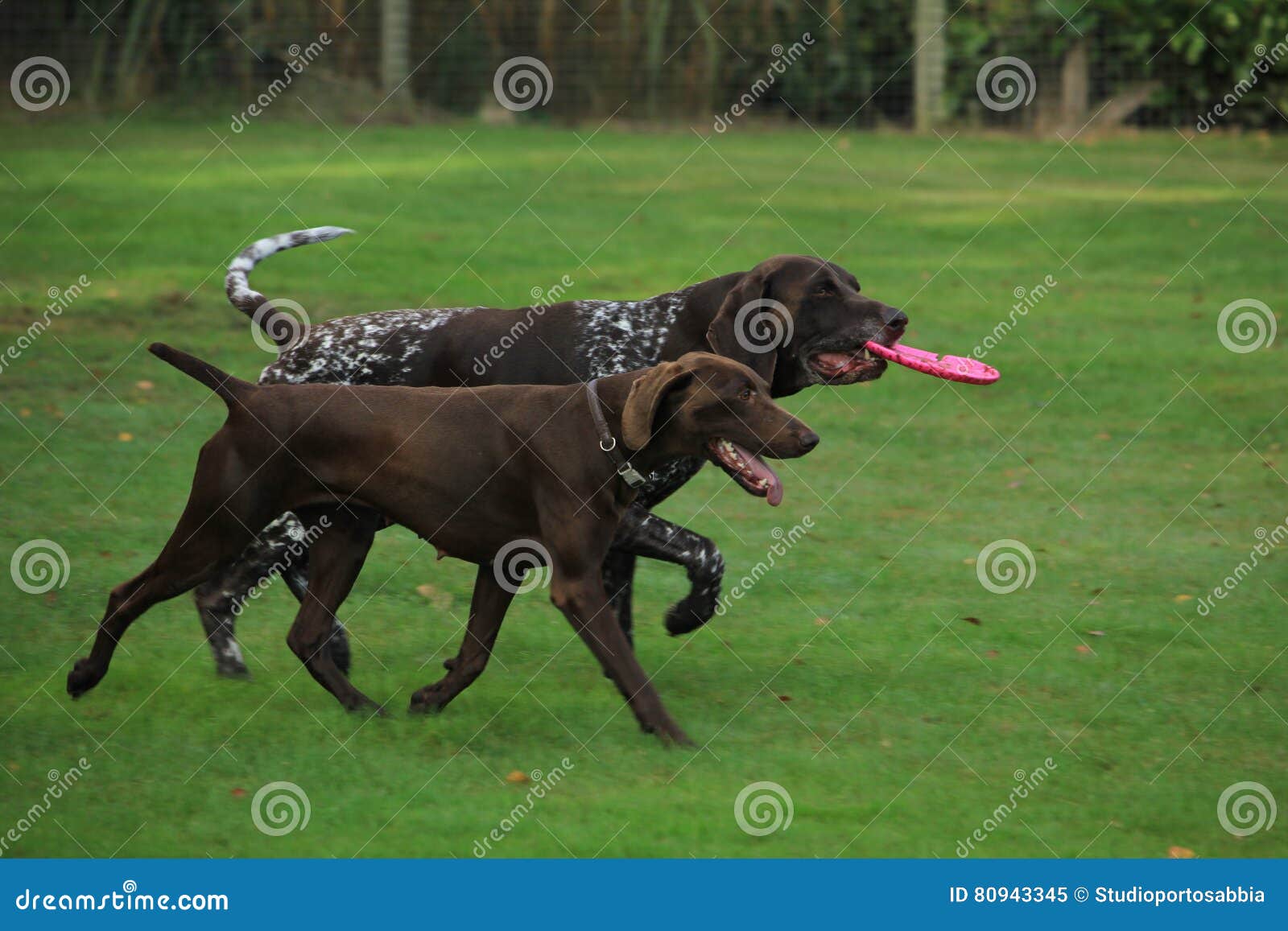 German Shorthaired Pointers Stock Image - Image of animal, pedigree ...