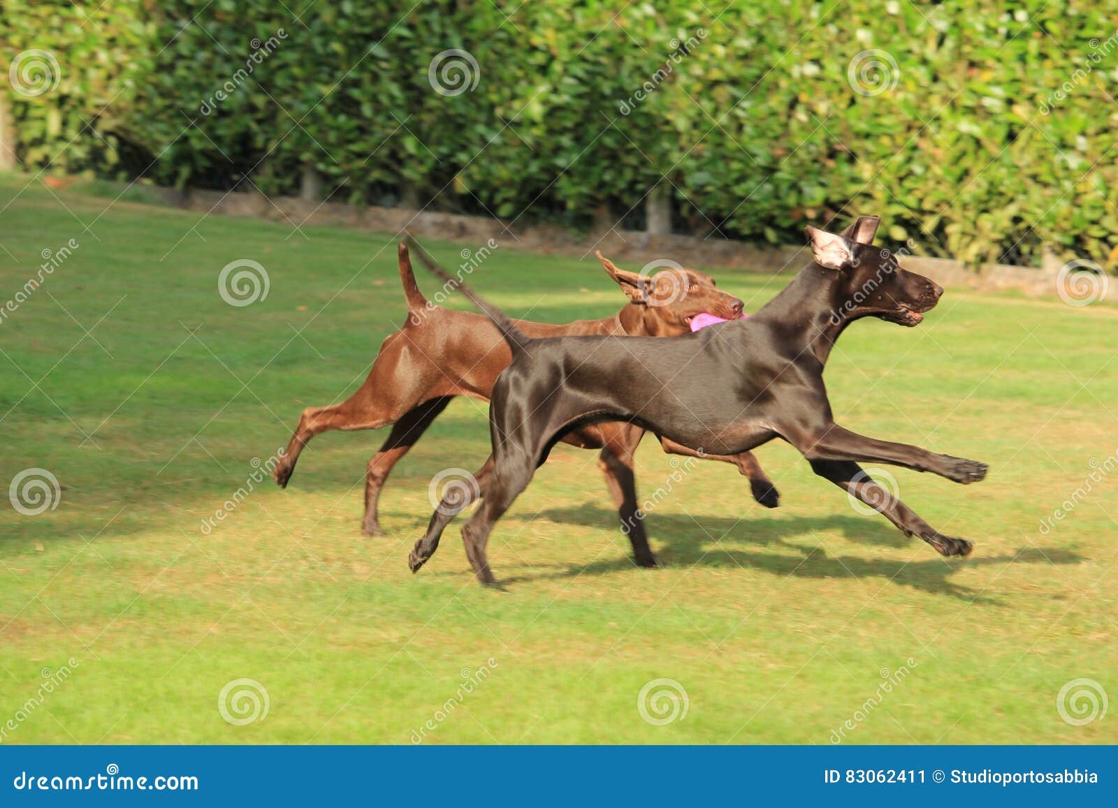 German Shorthaired Pointers Stock Image - Image of canine, breed: 83062411