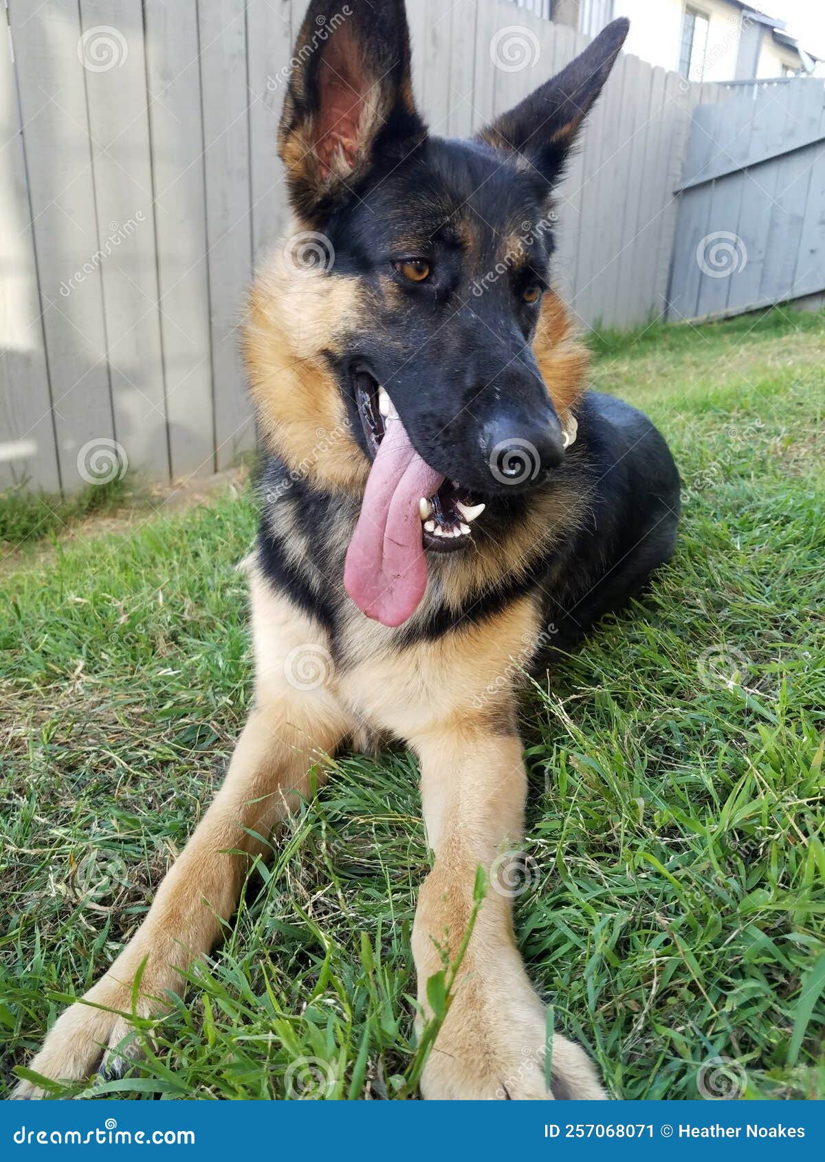 German Smiles Fun stock image. Image of carnivore, animal - 257068071