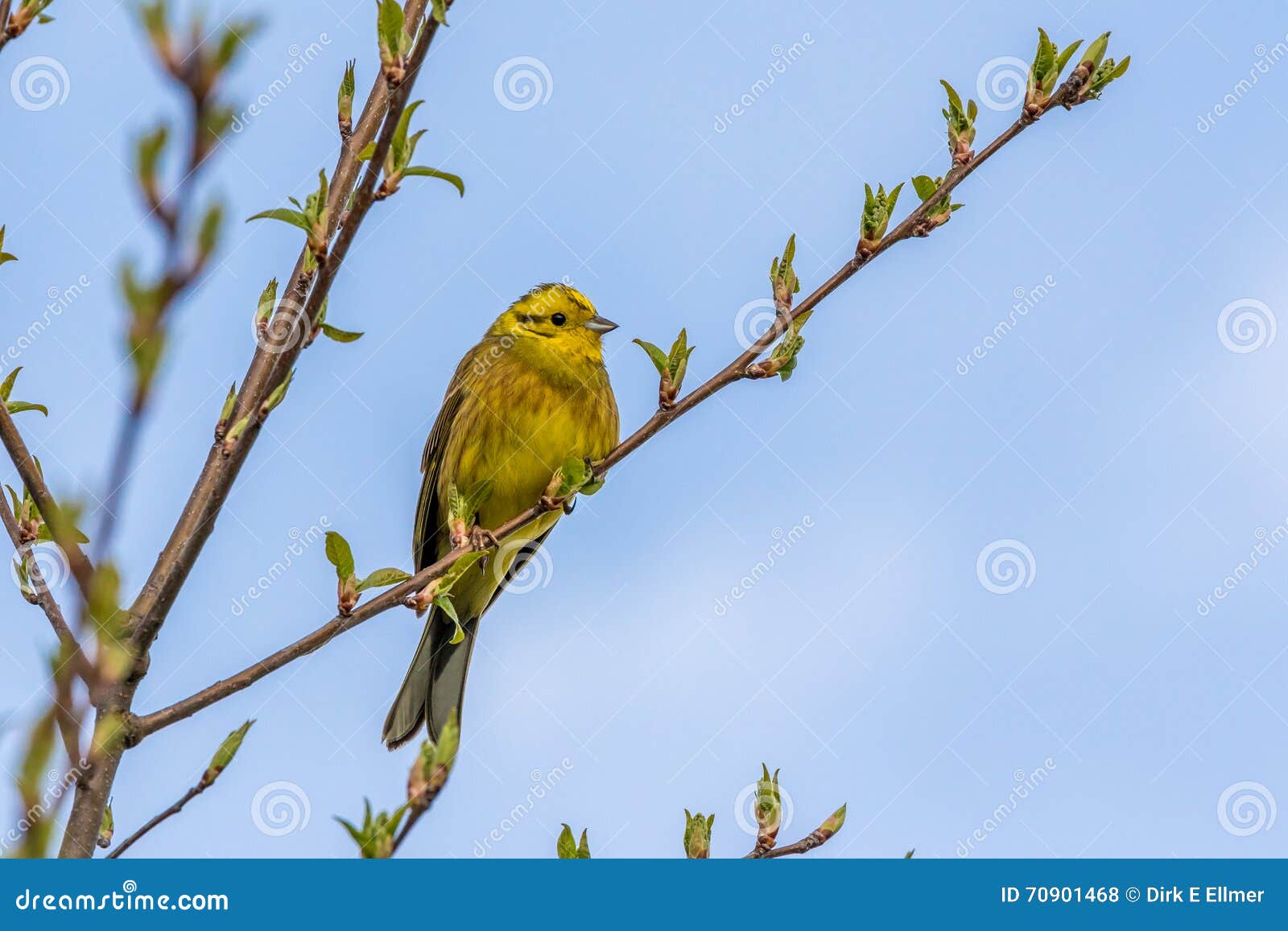 German songbird stock photo. Image of watching, nature - 70901468