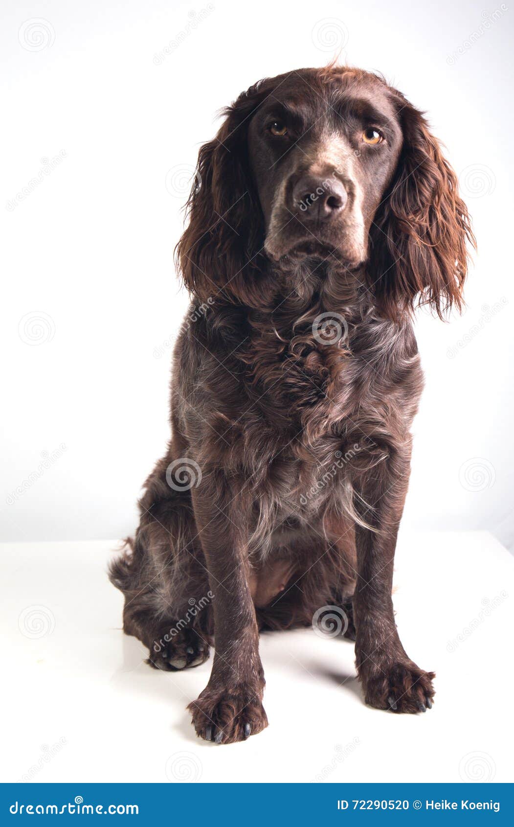 German spaniel dog stock photo. Image of friends, doggy - 72290520