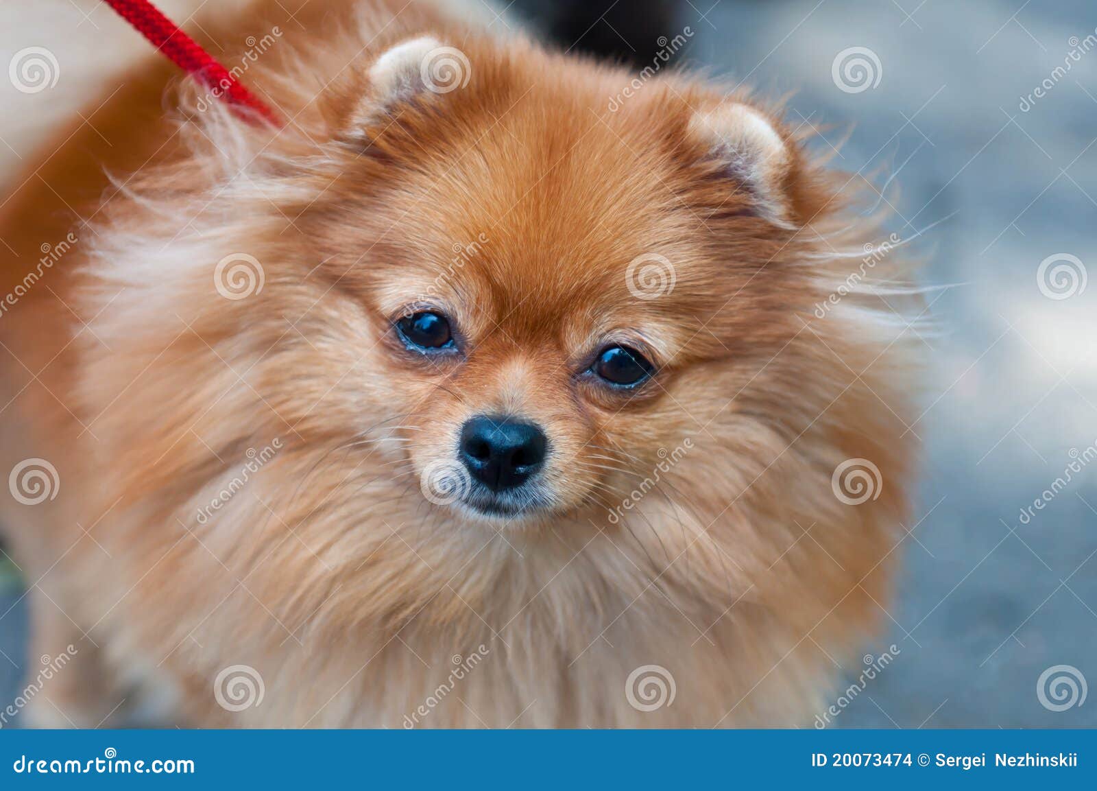 German Spitz stock photo. Image of spitz, companion, beautiful - 20073474