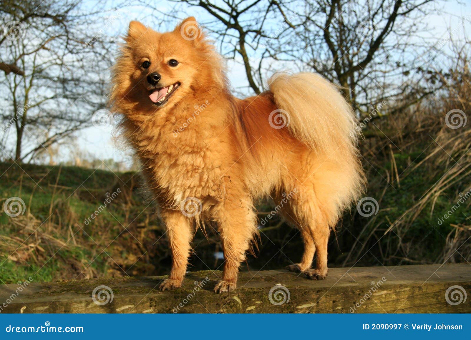 German Spitz stock image. Image of posing, innocence, cute - 2090997
