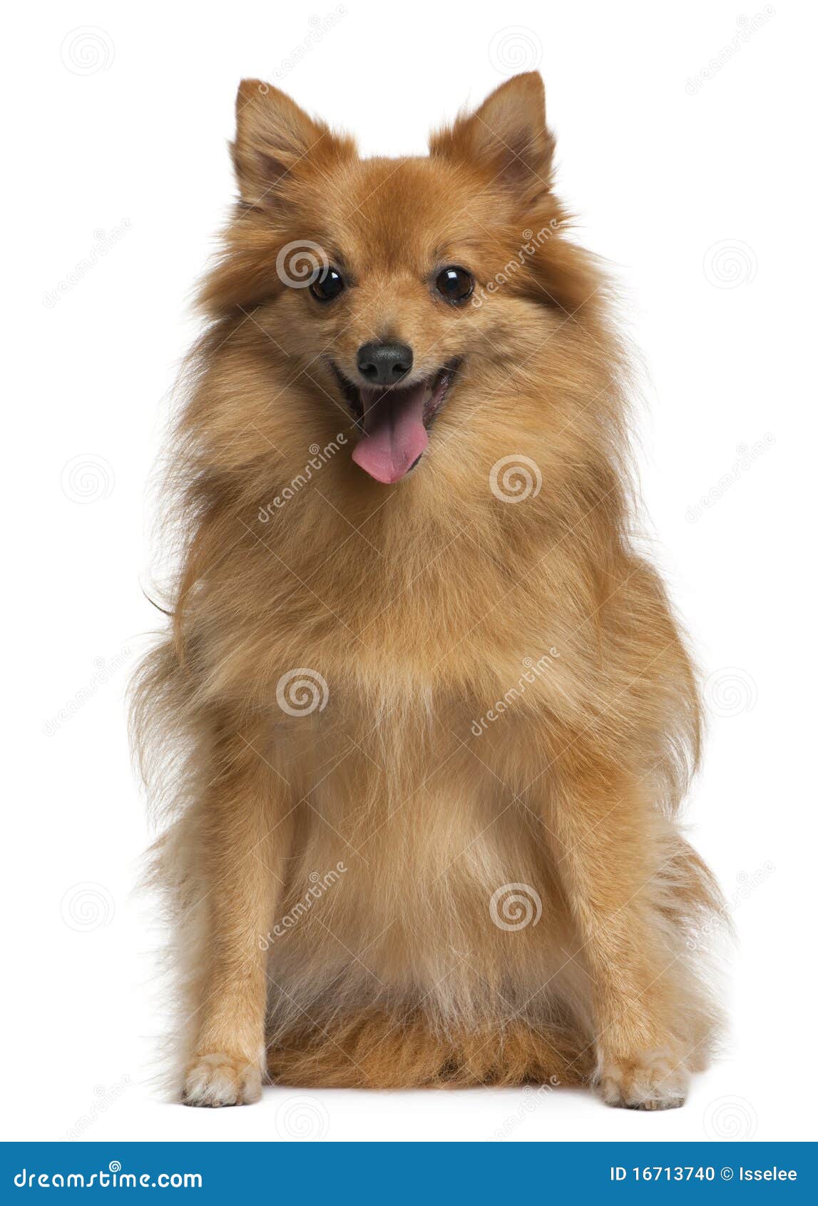 German Spitz Grooming. Shampoo, Conditioner For Long-haired Dogs ...