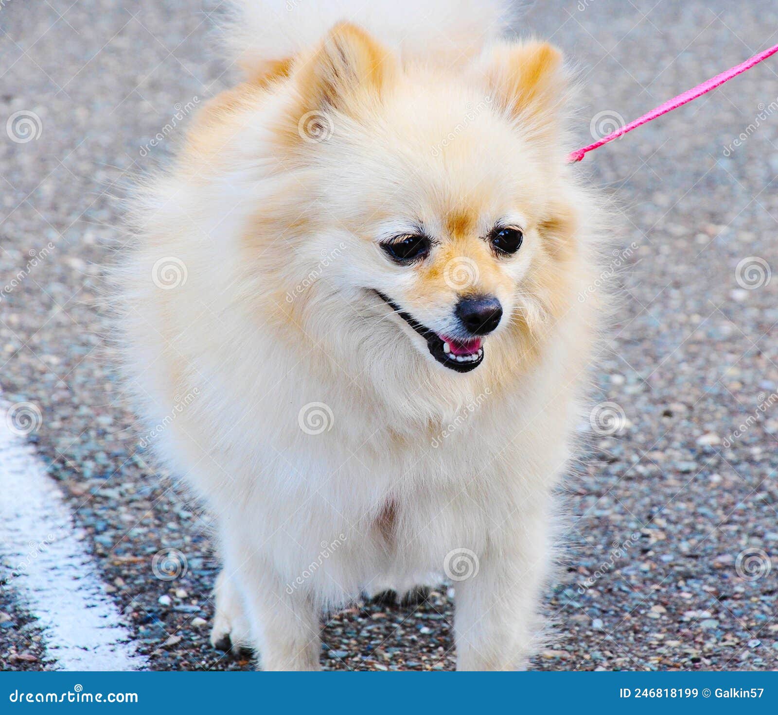 German Spitz breed dog stock image. Image of domestic - 246818199