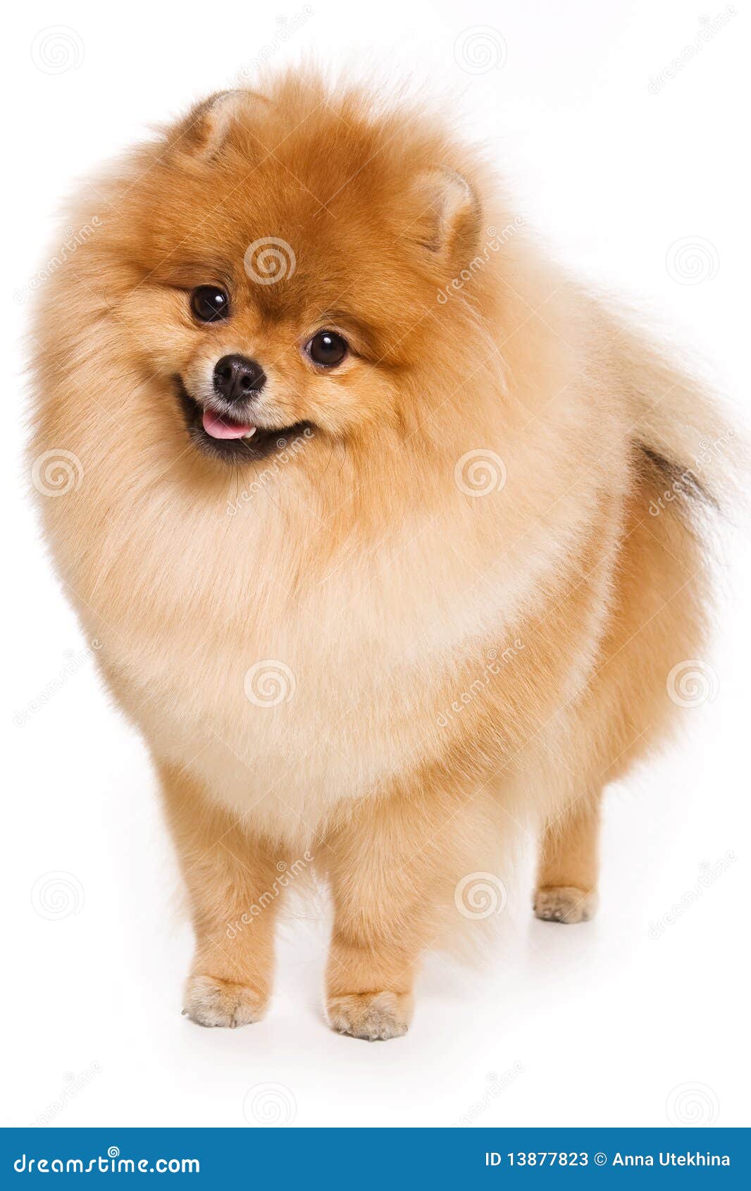 German Spitz dog stock image. Image of whelp, german - 13877823