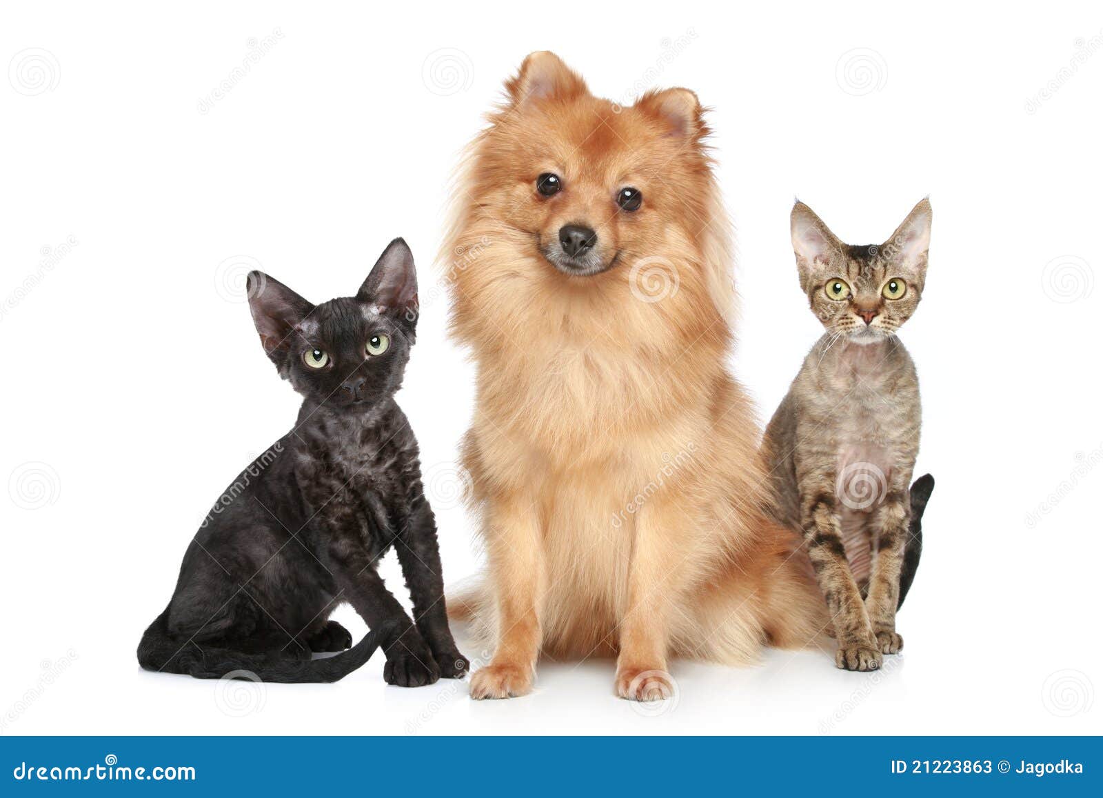 Are Spitz Good With Cats