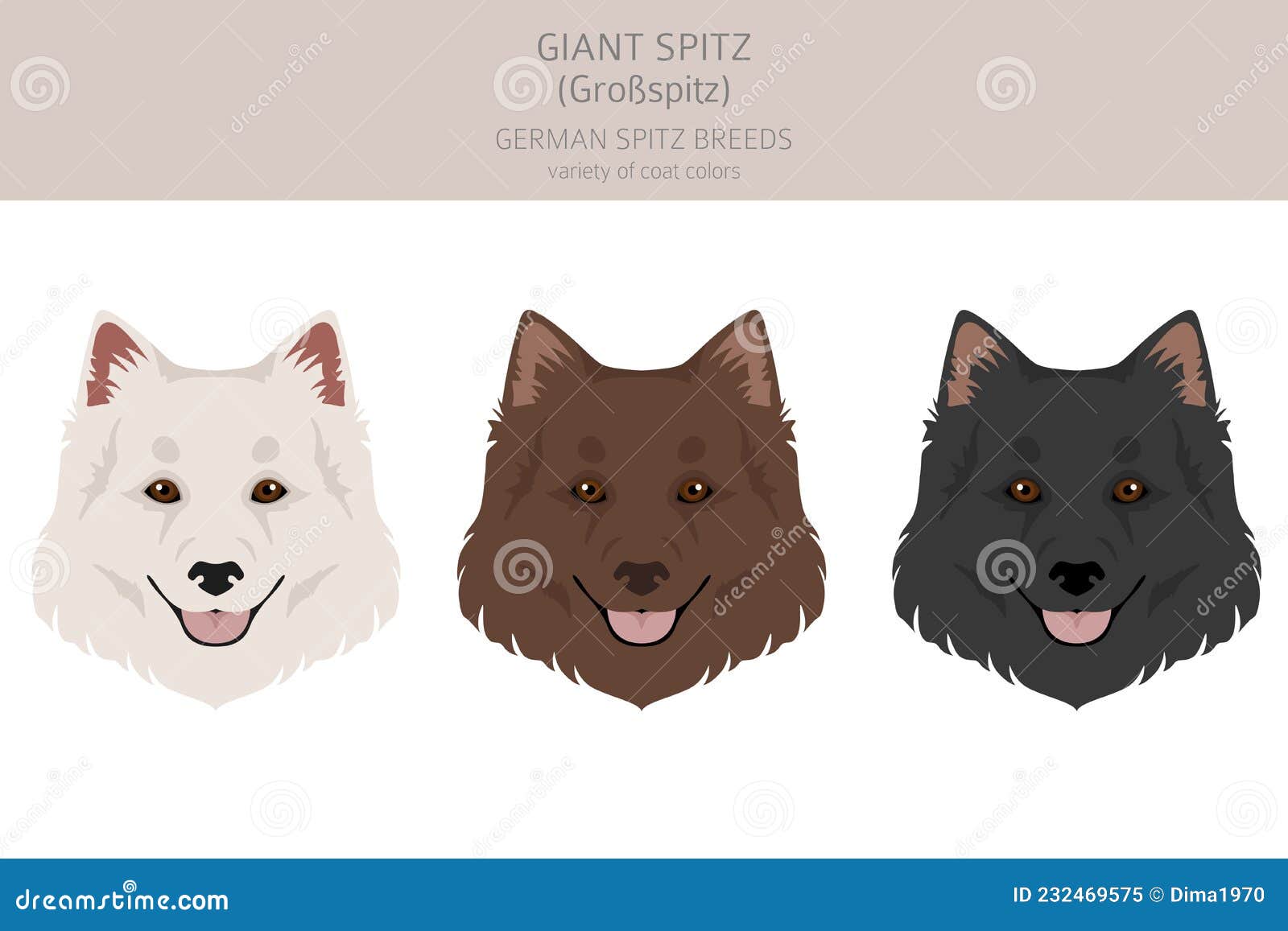 German Spitz, Giant Spitz Clipart. Different Poses, Coat Colors Set ...