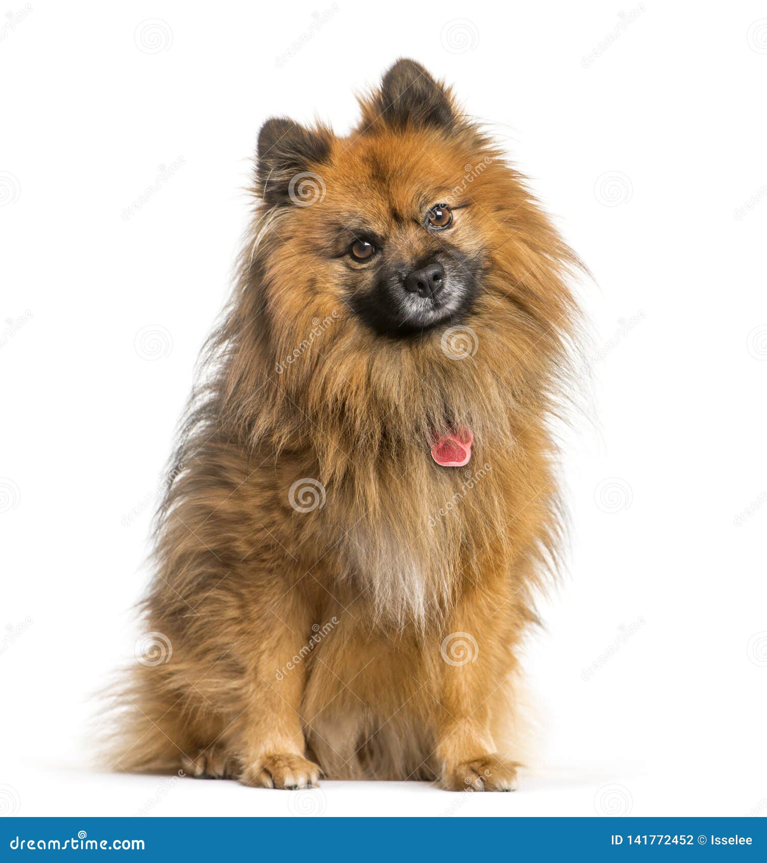 German Spitz Klein Sitting in Front of White Background Stock Photo ...