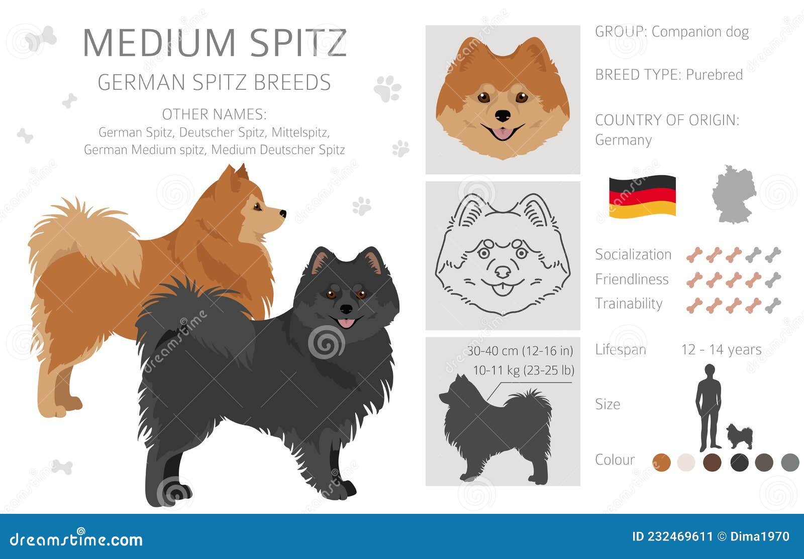 German Spitz, Medium Spitz Clipart. Different Poses, Coat Colors Set ...