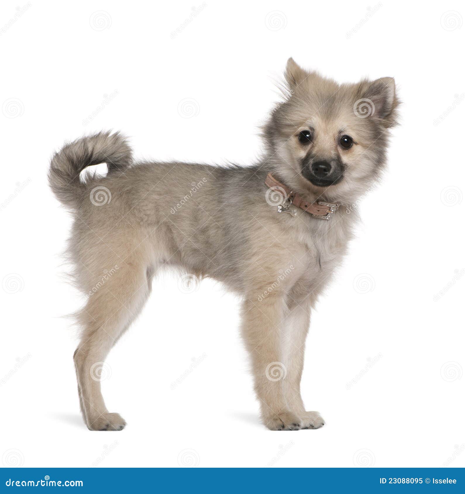 German Spitz Puppy 1 Month